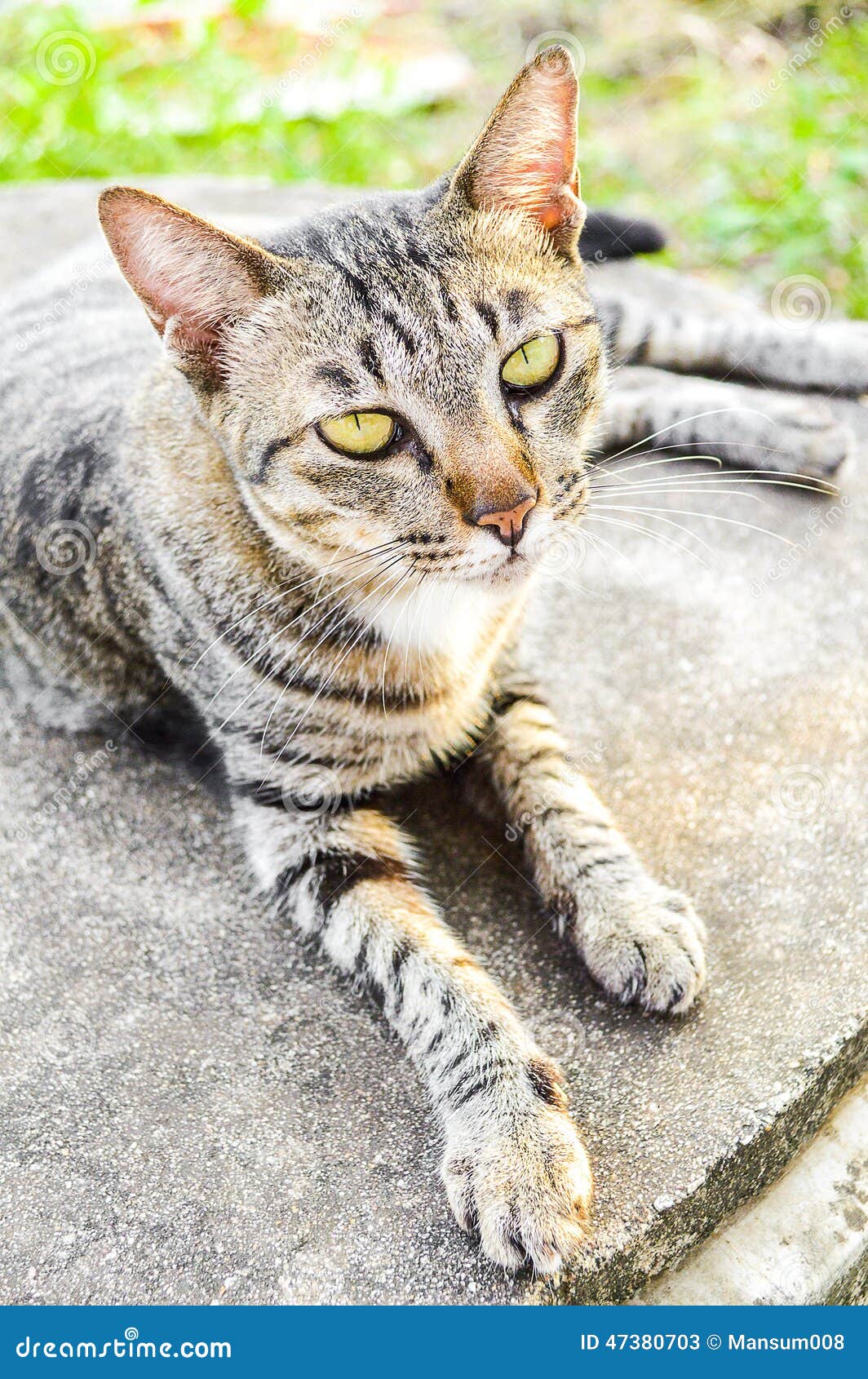 Cute cat stock image. Image of eyes, animal, asia, cute - 47380703