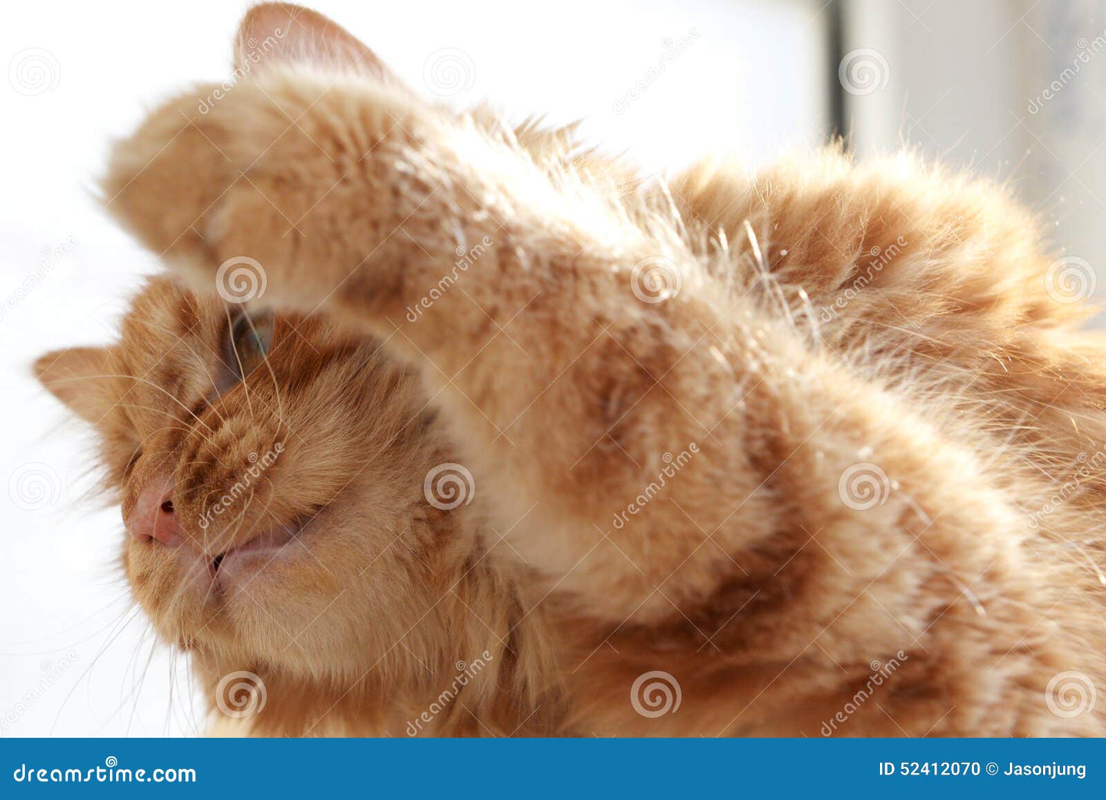 Cute cat baby stare stock photo. Image of central, china - 52412070