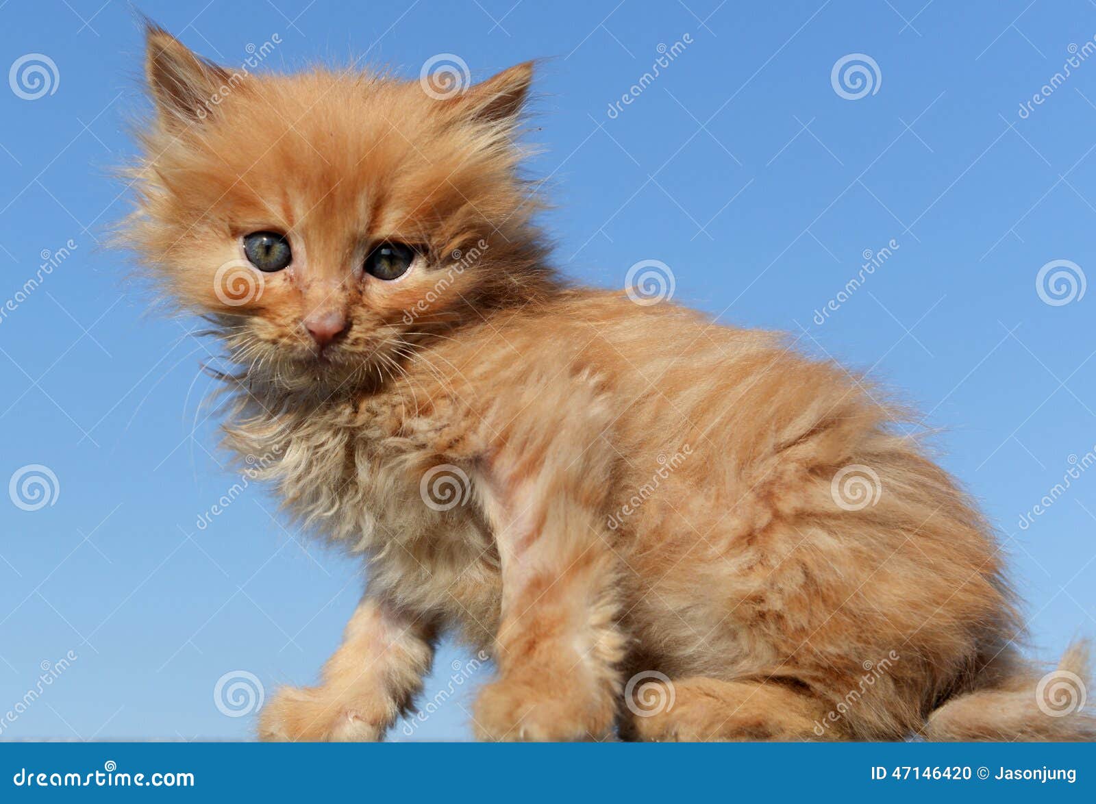 Cute cat baby stock photo. Image of yellow, dead, park - 47146420