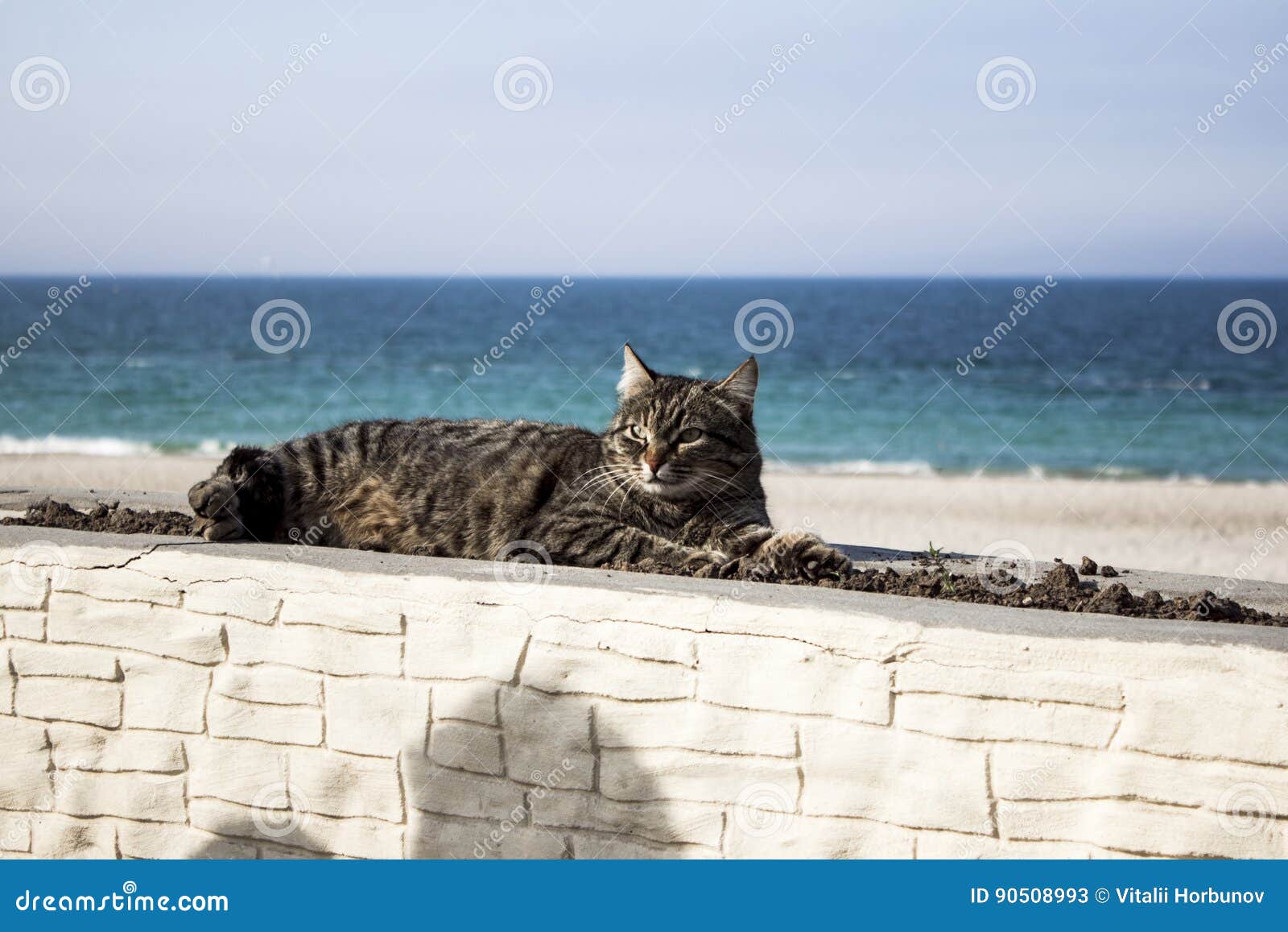 Cute Cat with Background of Blue Sea Stock Image - Image of travel ...