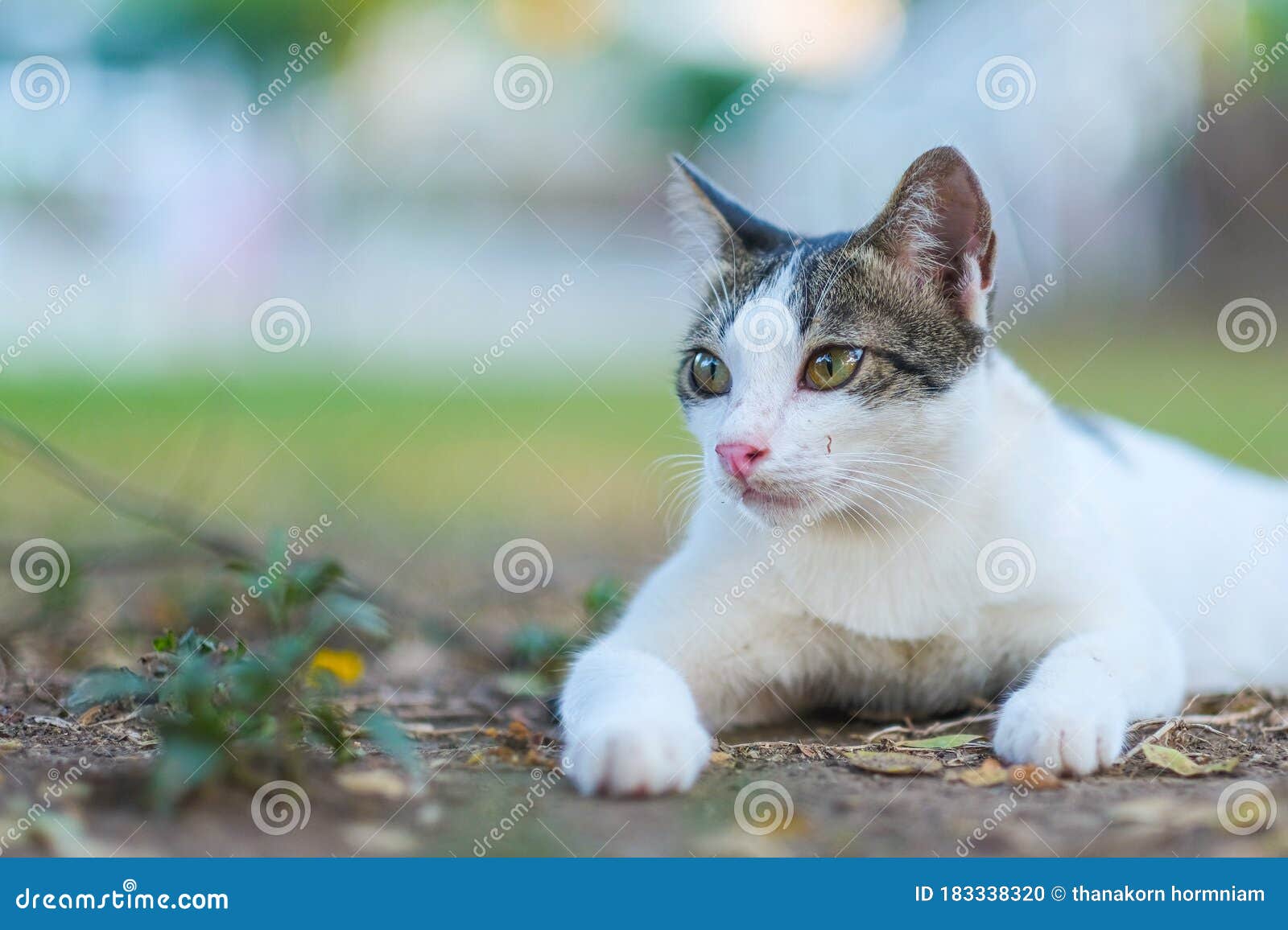 A Cute Cat in Backyard Garden Stock Photo - Image of green, field ...