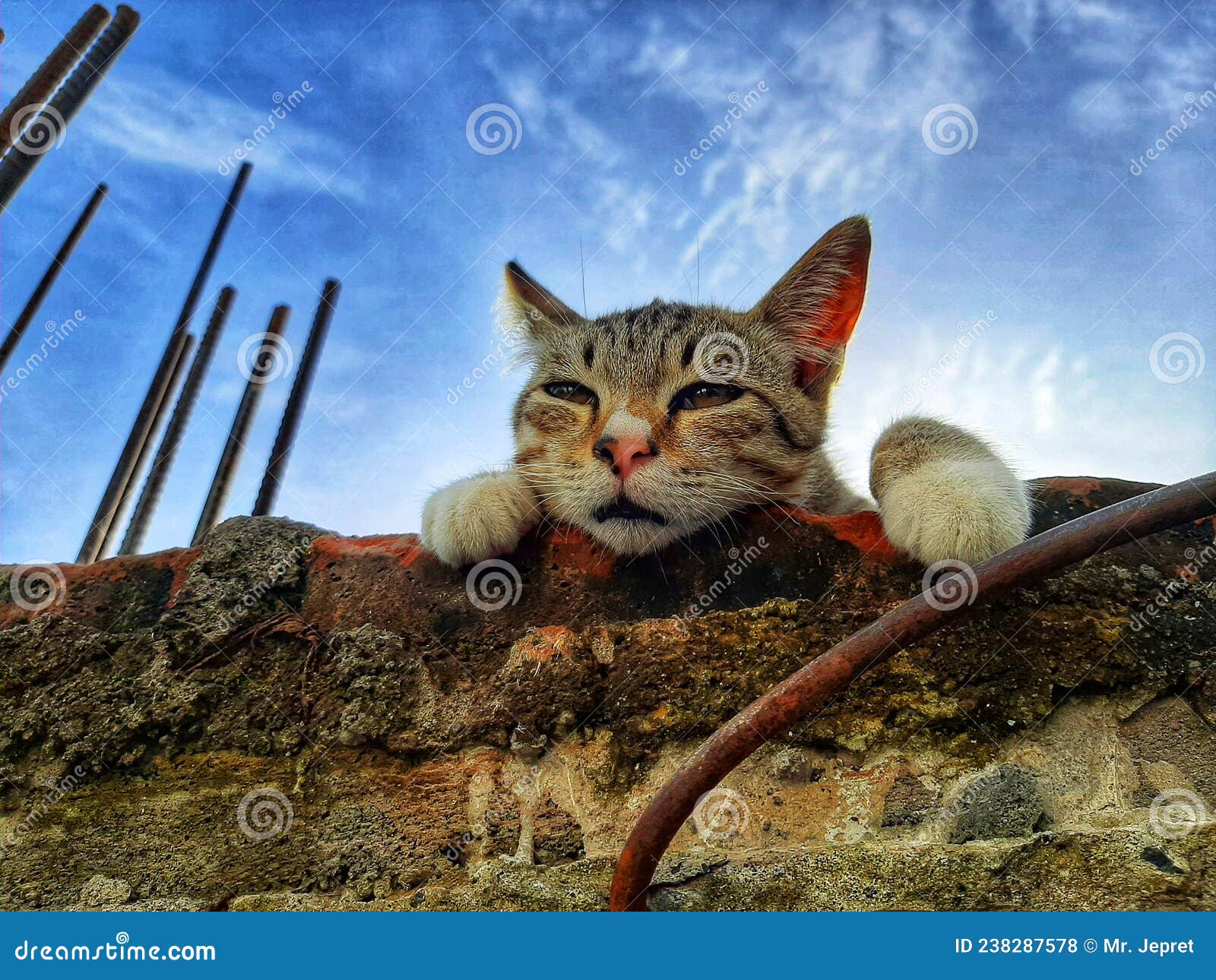 Cute Cat is Basking in the Sun Stock Photo - Image of wildlife, cute ...
