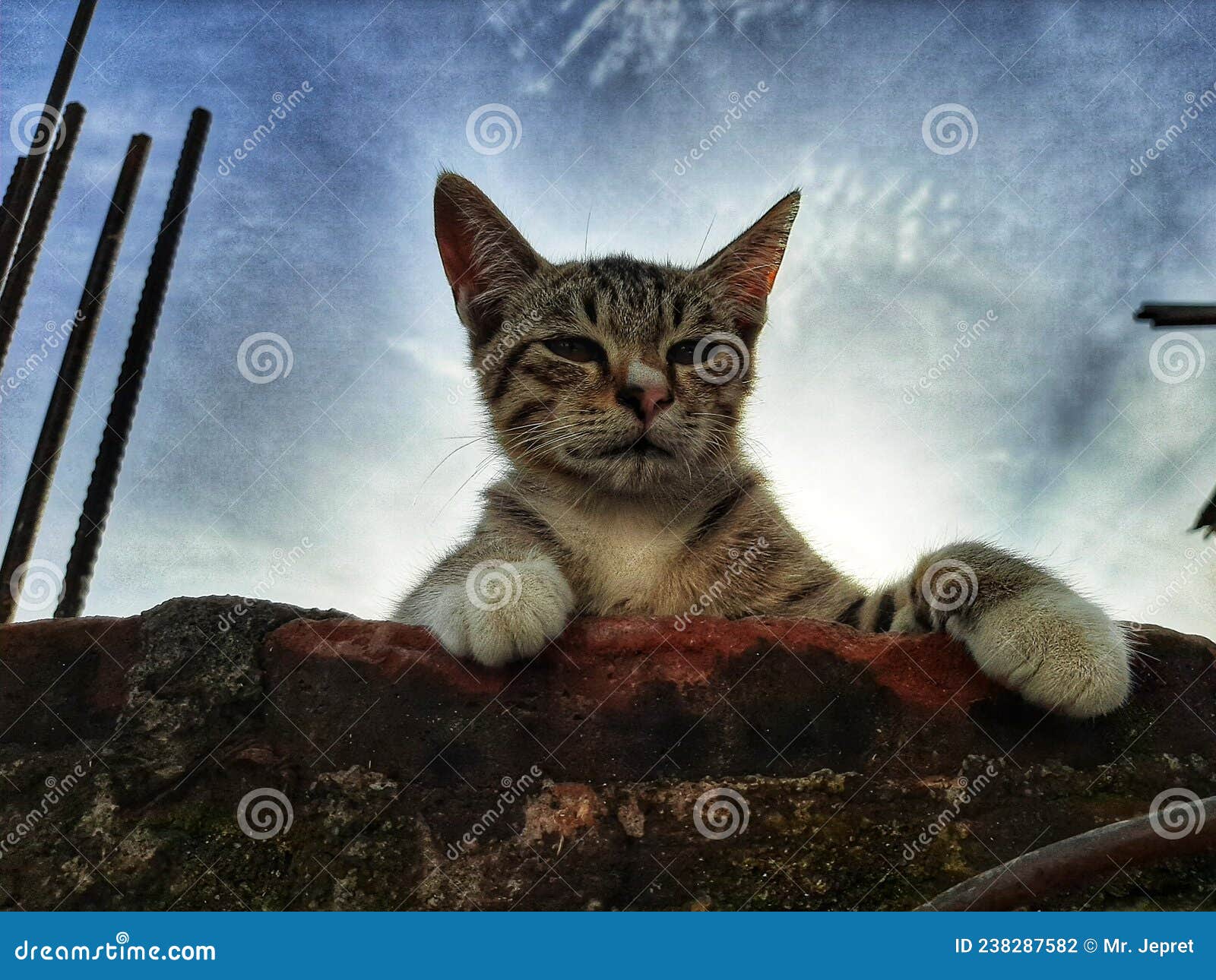 Cute Cat Is Basking In The Sun Stock Photo | CartoonDealer.com #238287582