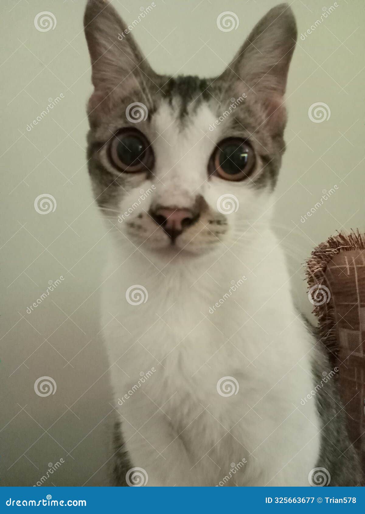 Cute Cat With Beautiful Boba Eyes Royalty-Free Stock Photo ...