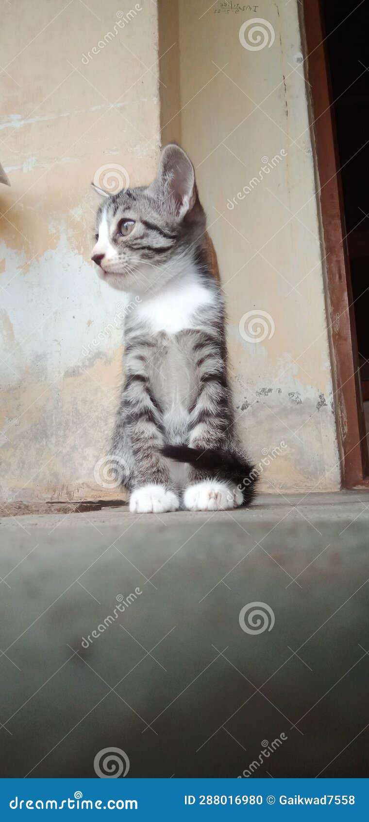 Cute Cat and Beautiful Very Nice Stock Photo - Image of nice, beautiful ...