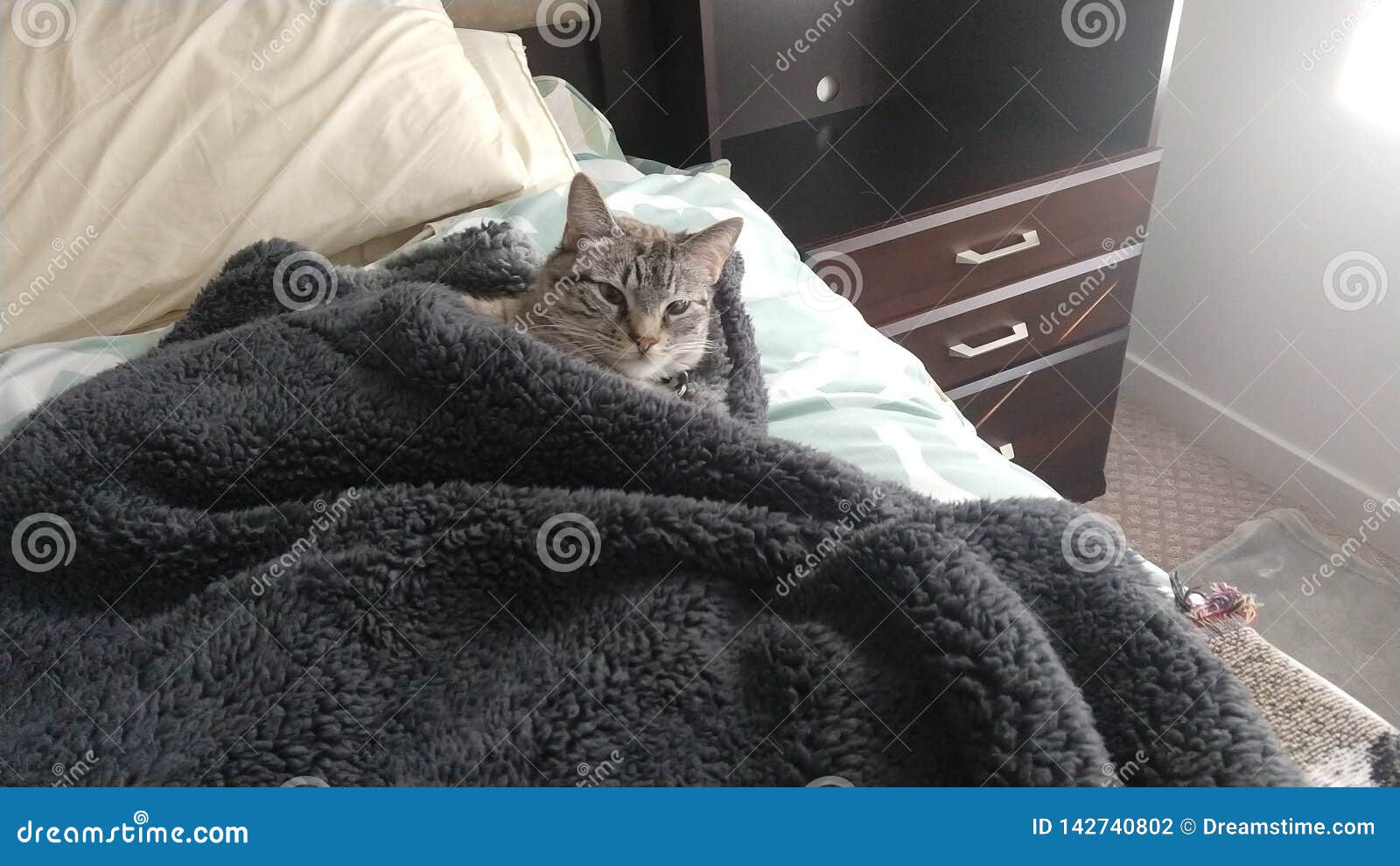 Cute Cat in Bed Under Blanket Sleeping Stock Photo - Image of cute ... Cute Cat in Bed Under Blanket Sleeping Stock Photo - Image of cute ...
