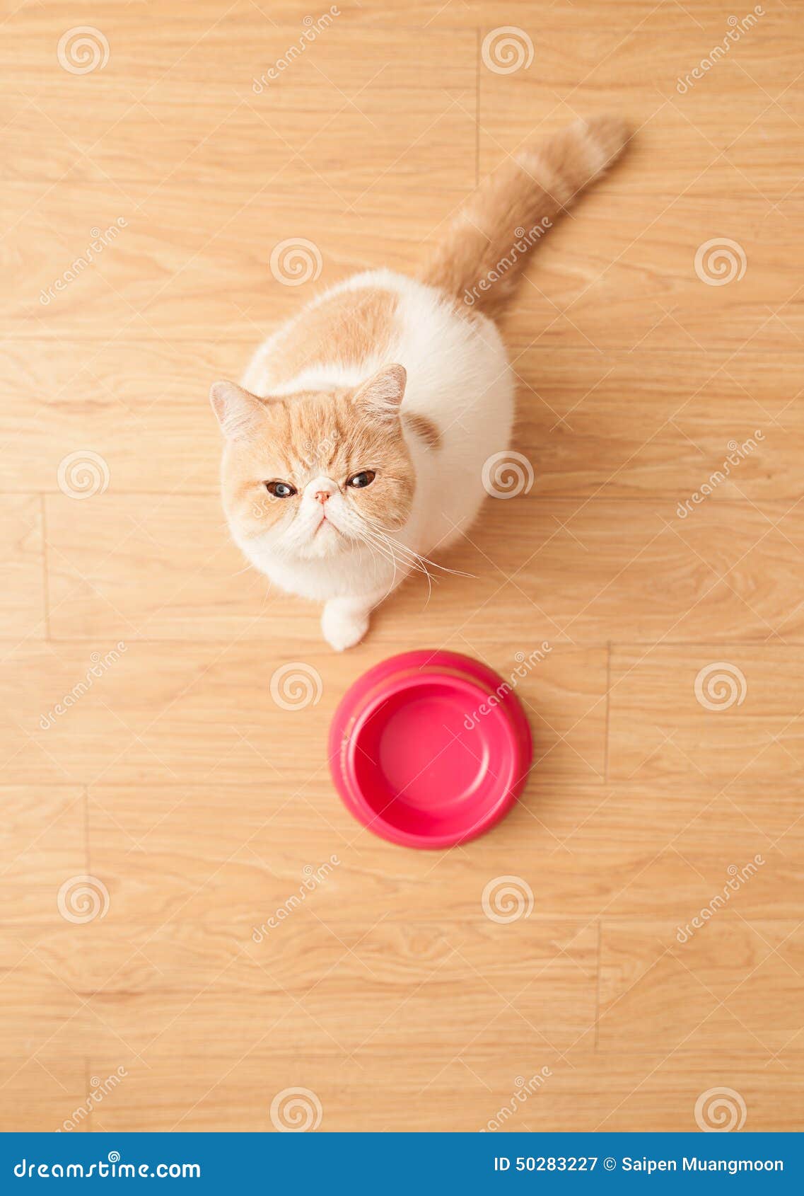 Cat Beging Stock Photos - Free & Royalty-Free Stock Photos from Dreamstime