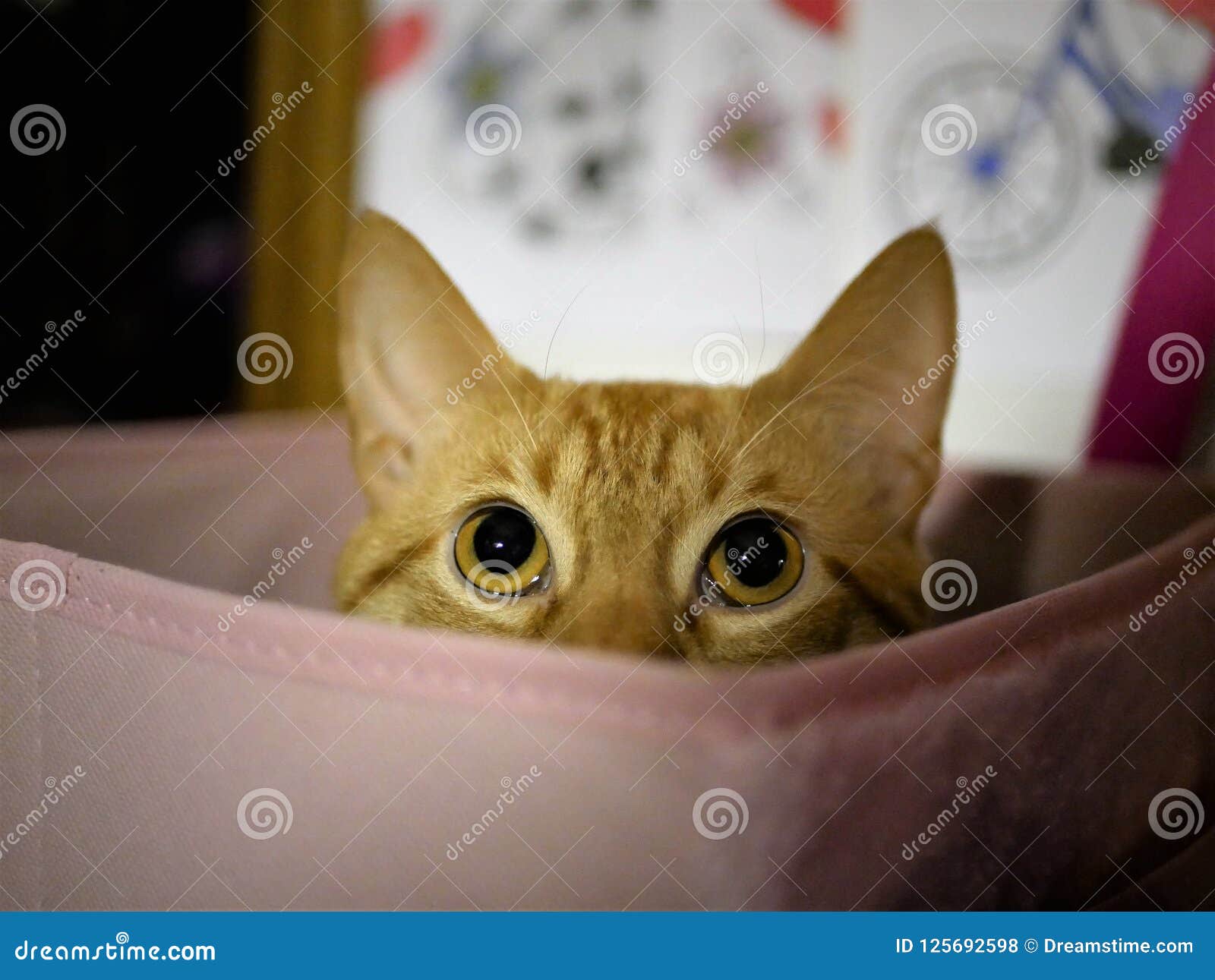 Peeking kitty in box stock photo. Image of peeking, looking - 125692598