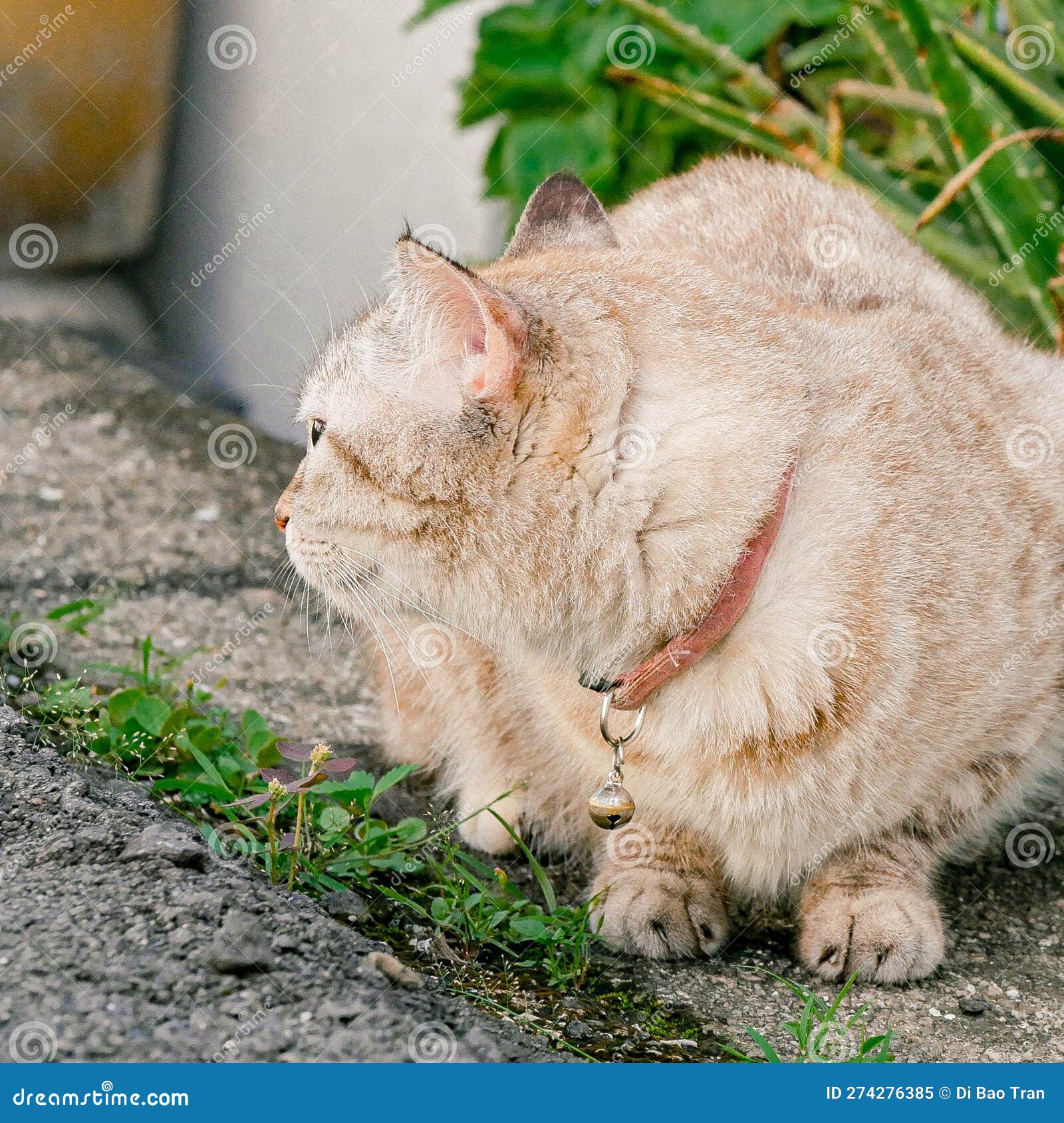 The Cute Cat stock image. Image of animal, wildlife - 274276385