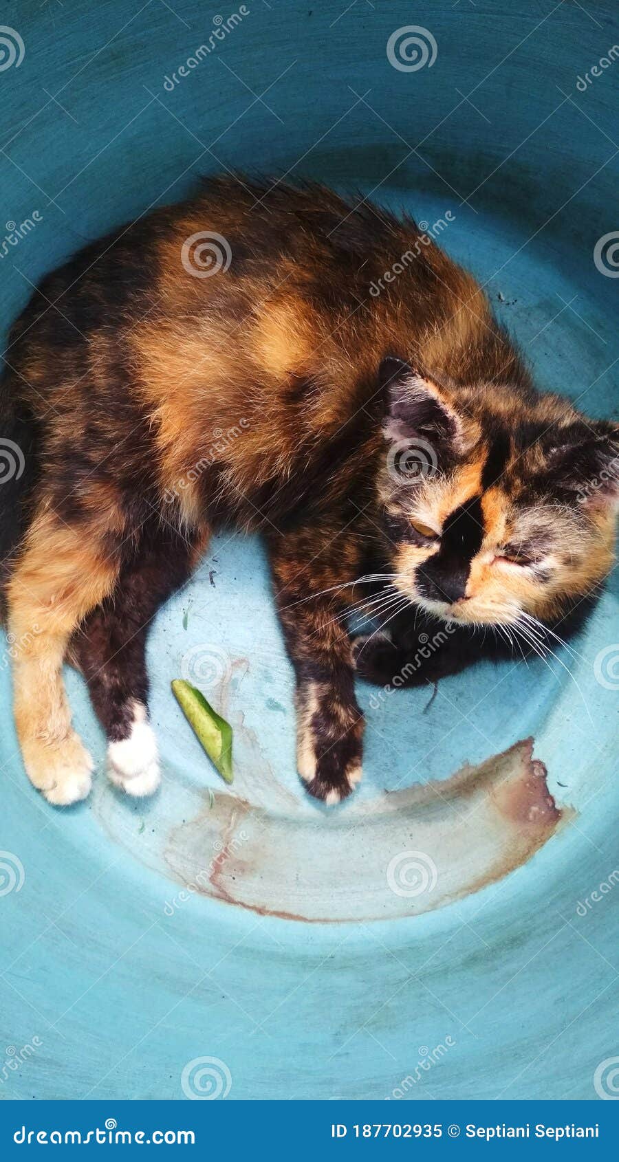 Cute cat in the big pail stock image. Image of snout - 187702935