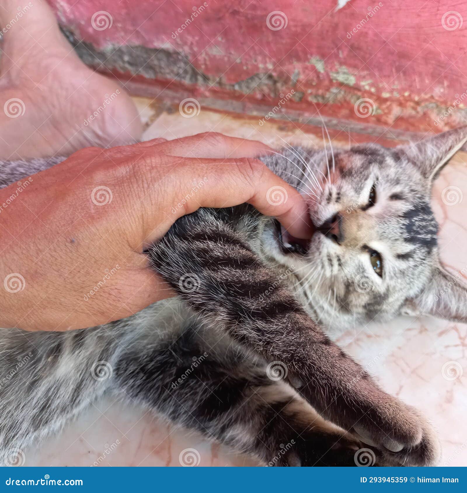 Cute Cat Bites Its Owner& X27;s Finger Stock Image - Image of bites ...