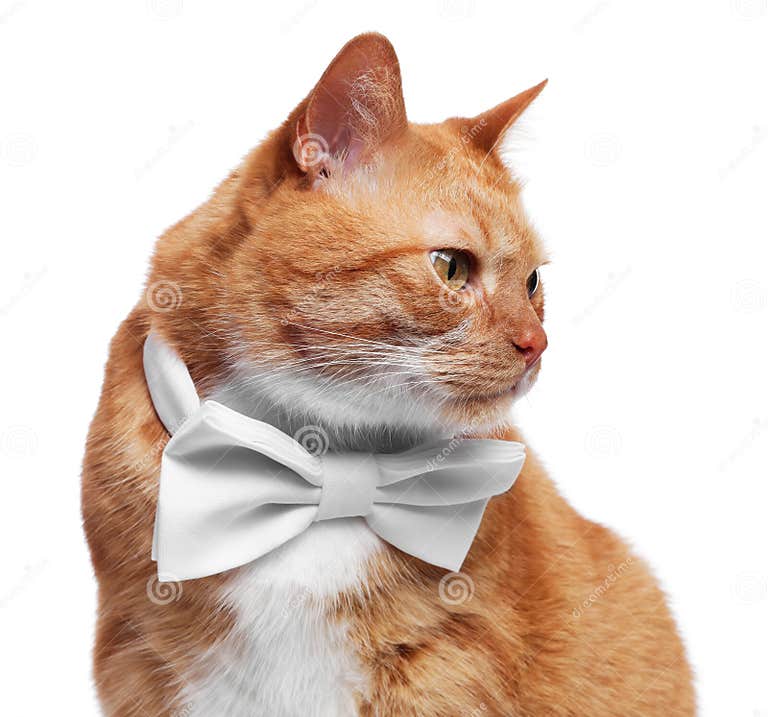 Cute Cat with Bow Tie Isolated on White Stock Photo - Image of ...