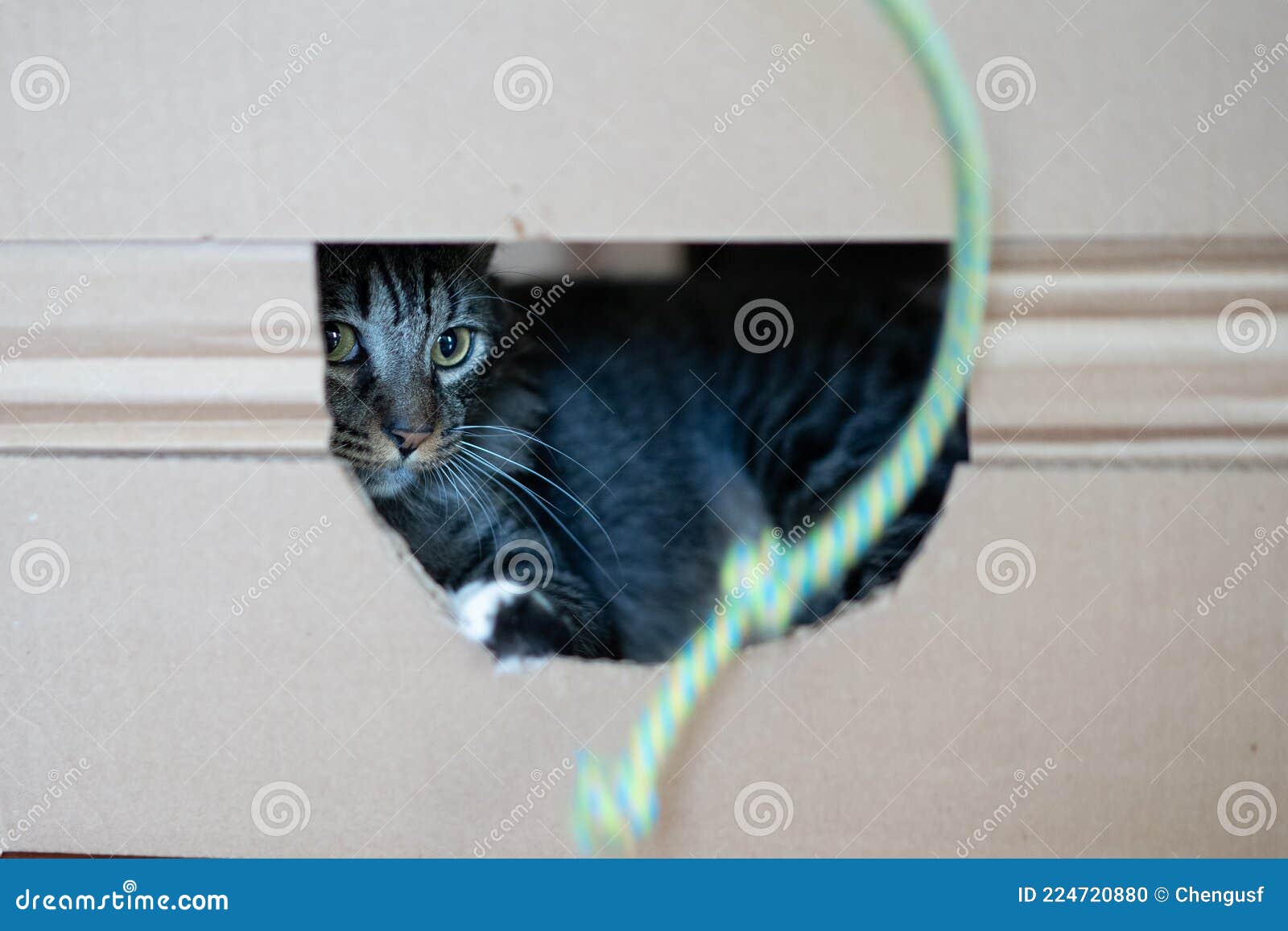 A cute cat in a box stock photo. Image of feline, kitten - 224720880