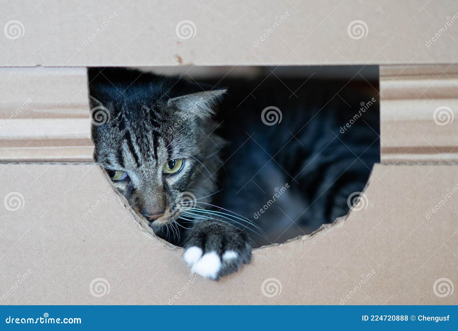 A cute cat in a box stock photo. Image of brown, kitten - 224720888