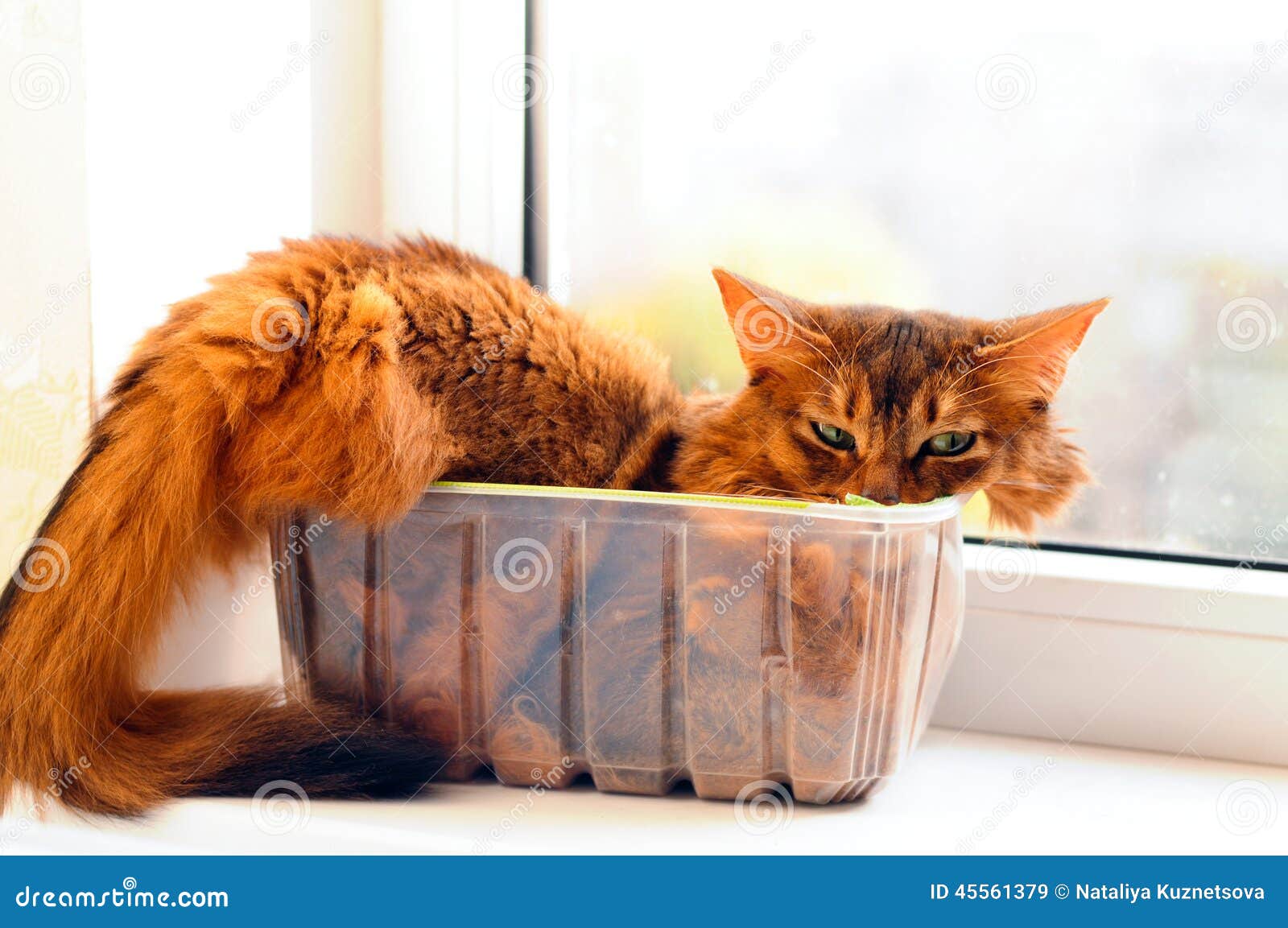 Cute cat in a box stock image. Image of brown, funny - 45561379