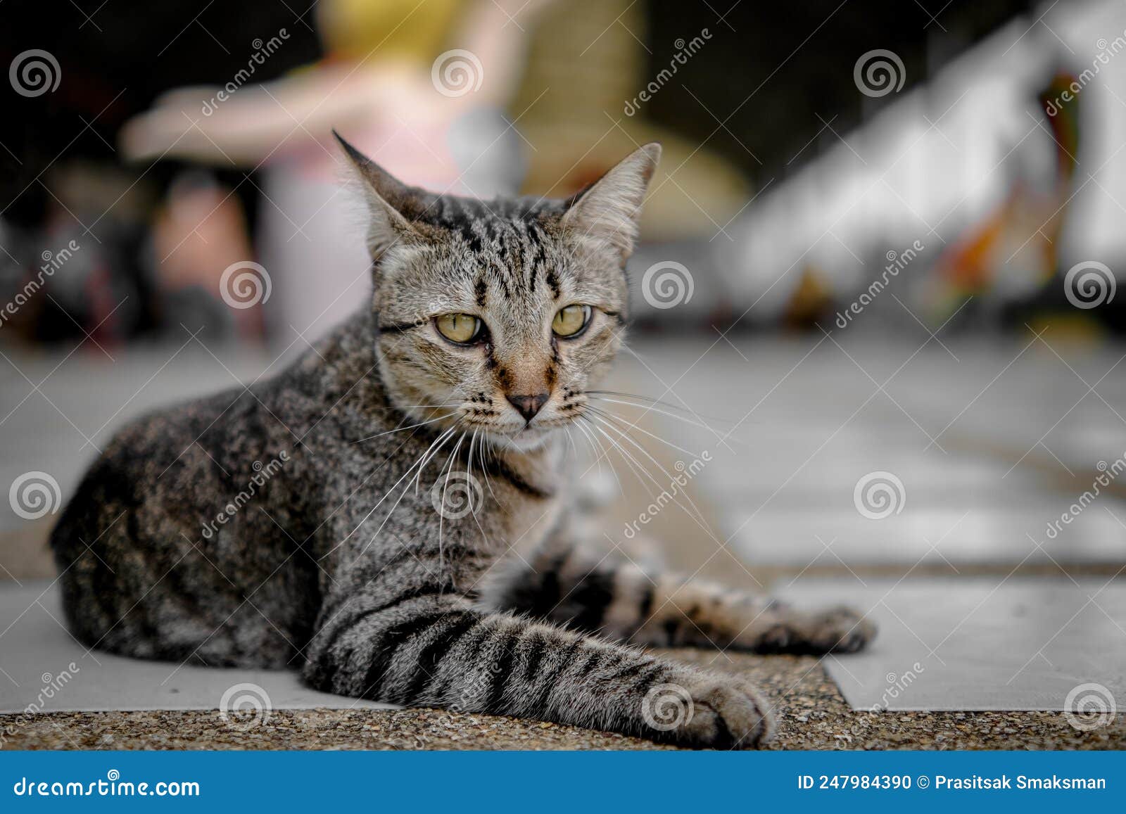 Cute cat in cage stock photo. Image of cute, camera - 247984390