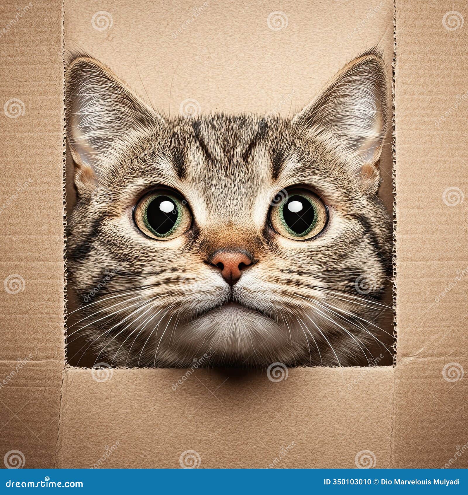 Cute Cat in Cardboard Box stock illustration. Illustration of head ...