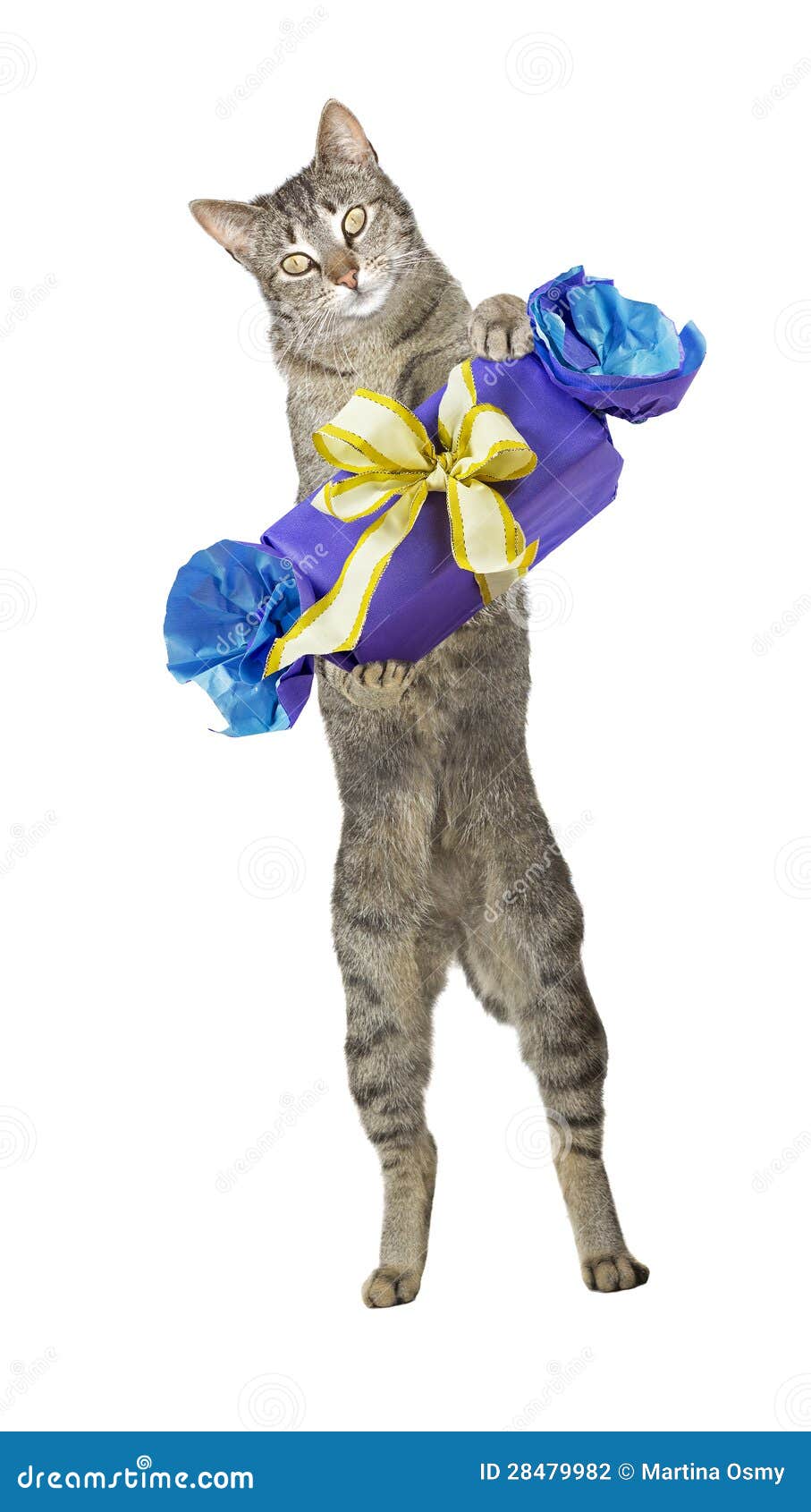 Cute Cat Carrying a Decorative Gift Stock Photo - Image of sweet ...