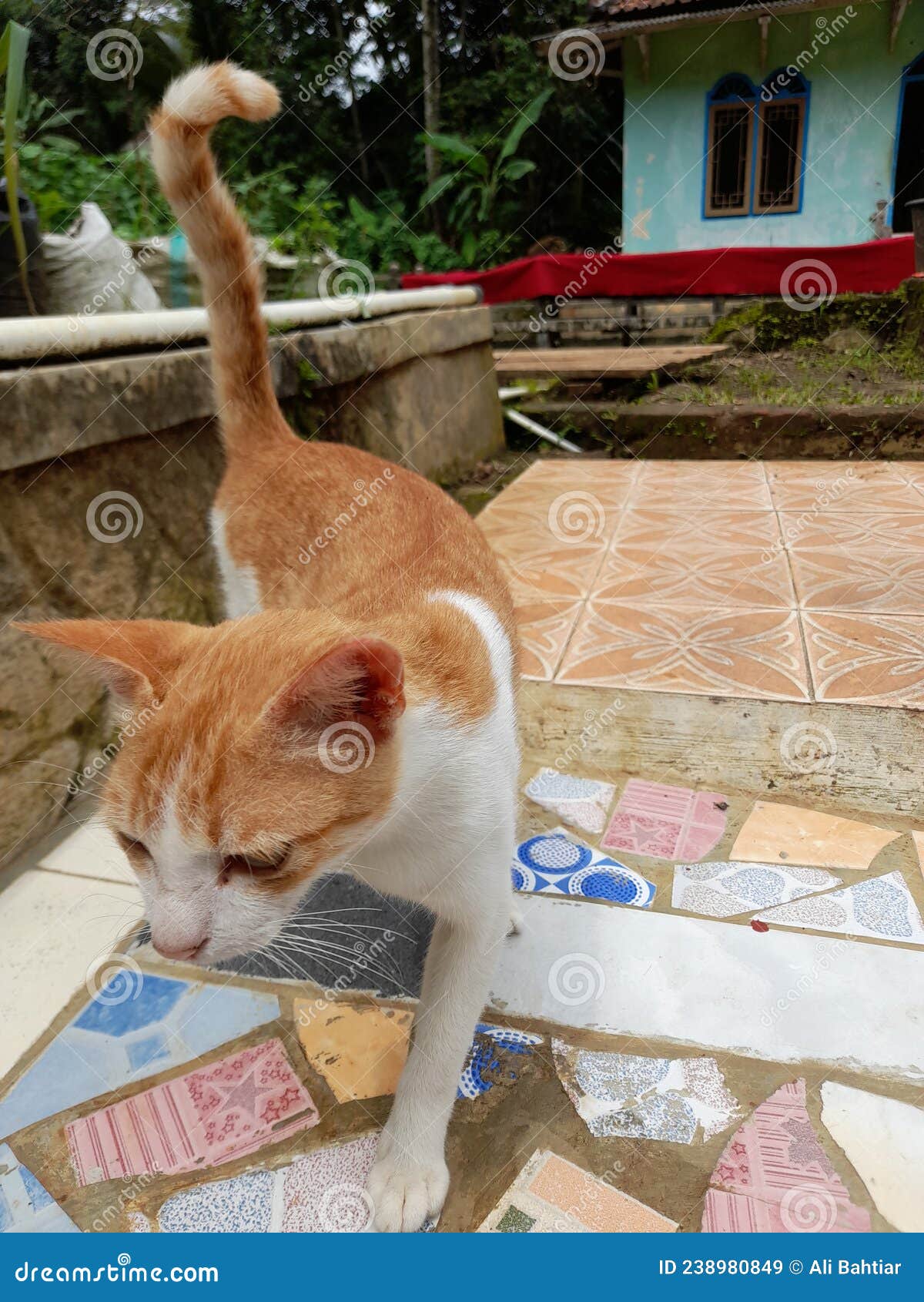 Cat off animal stock image. Image of kitten, wall, flower - 238980849