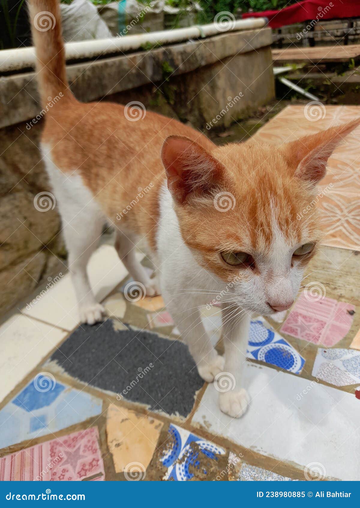 Cat off animal stock image. Image of plant, mammal, kitten - 238980885