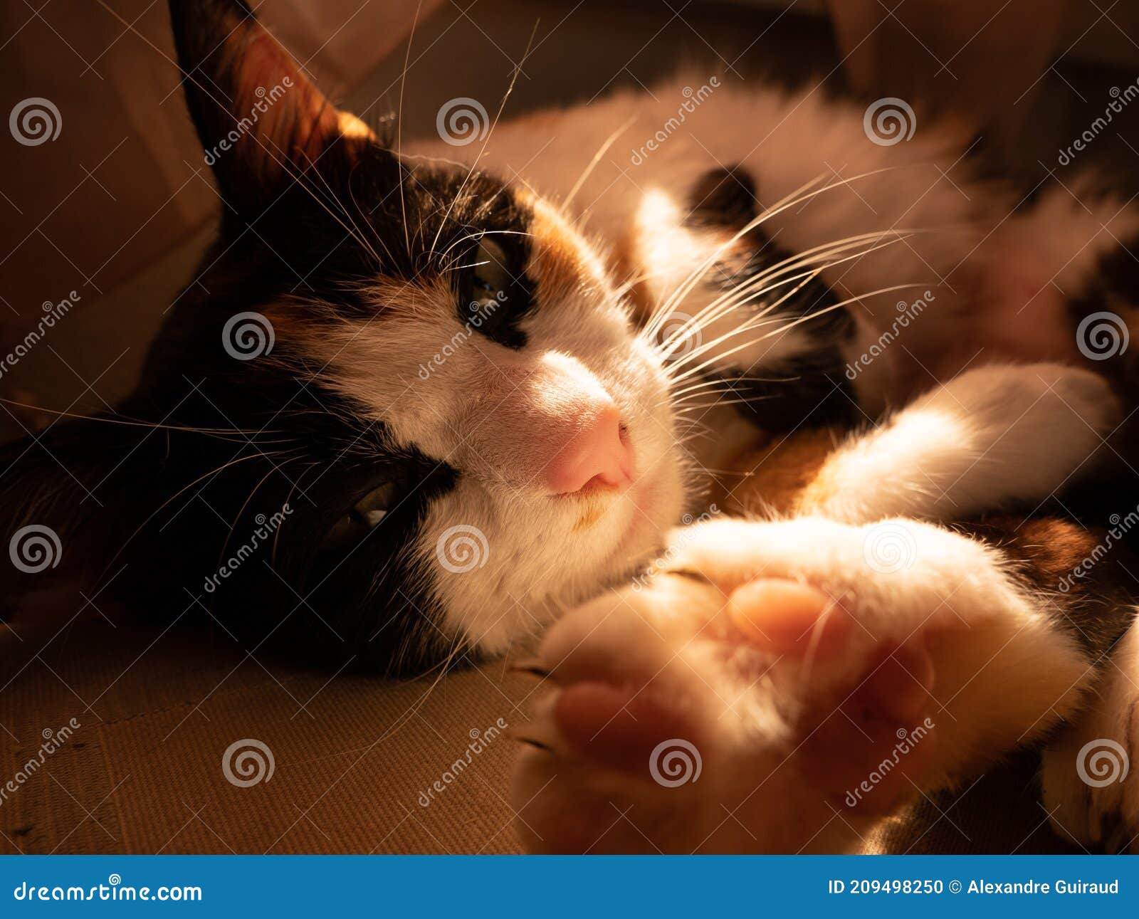 Chillin cat on the sofa stock photo. Image of chill - 209498250