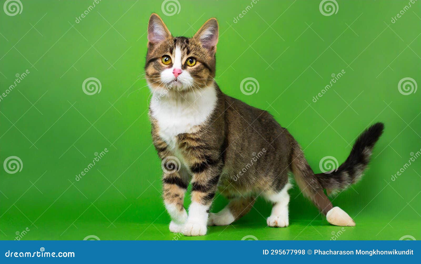 Cute Cat on a Clean Green Background Stock Illustration - Illustration ...