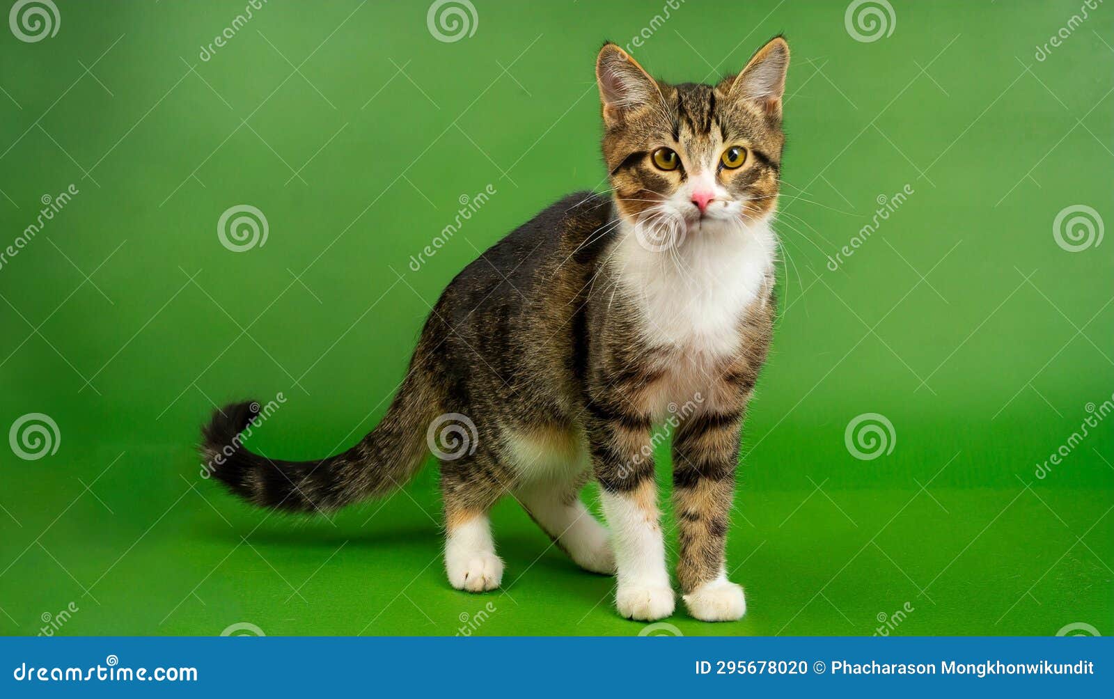 Cute Cat on a Clean Green Background Stock Illustration - Illustration ...