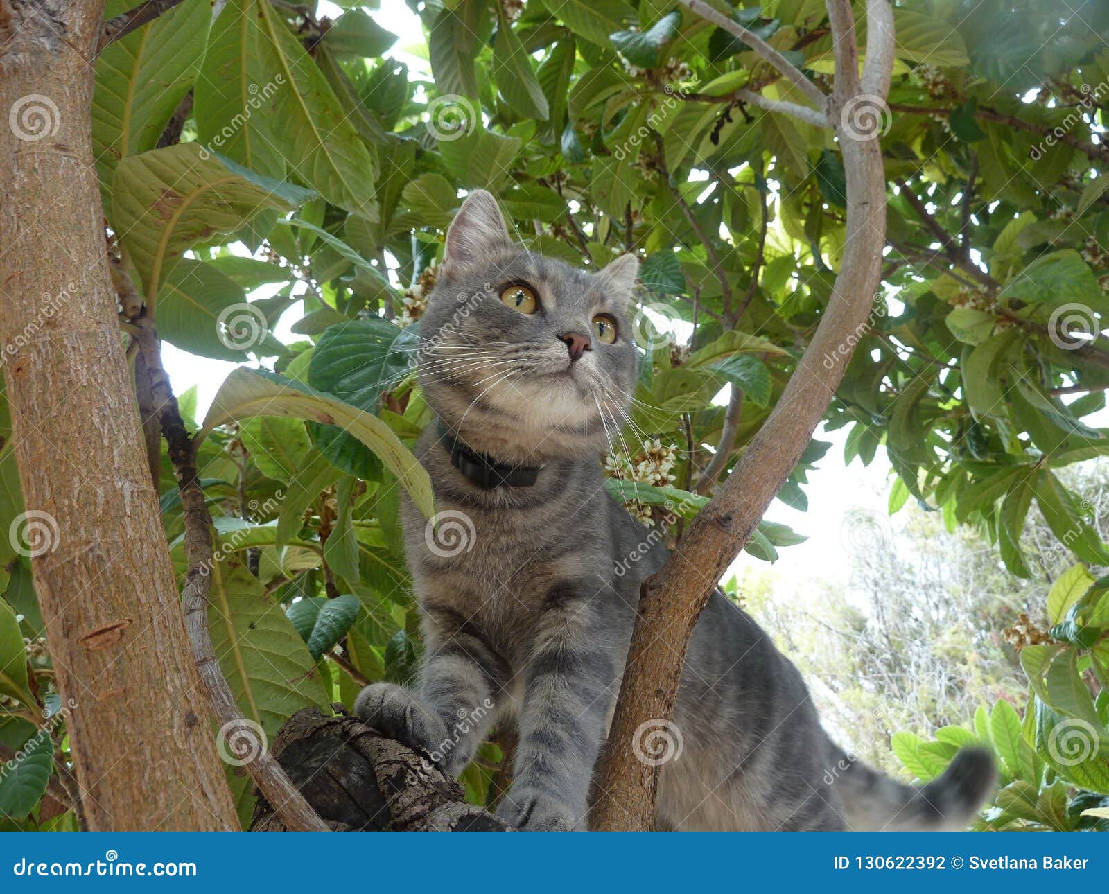 Cute Cat Climbing on the Tree Stock Photo - Image of landmark, stones ...
