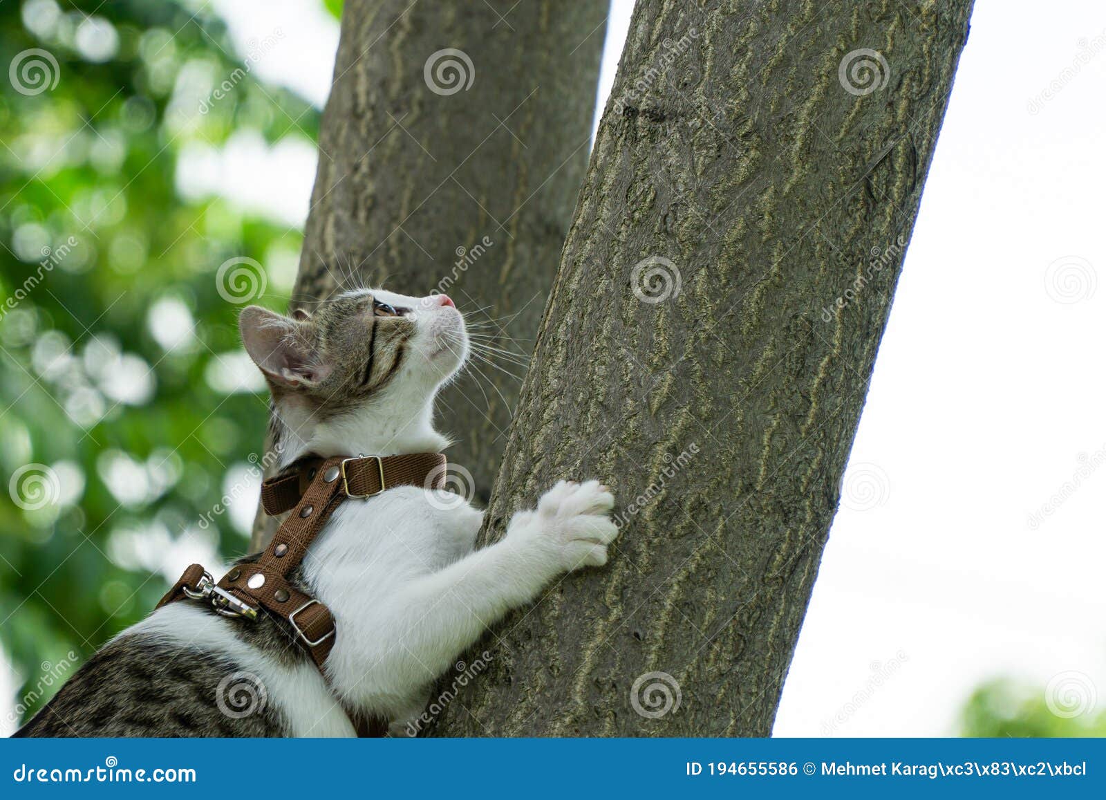Cute Cat Climbing a Tree stock photo. Image of branch - 194655586