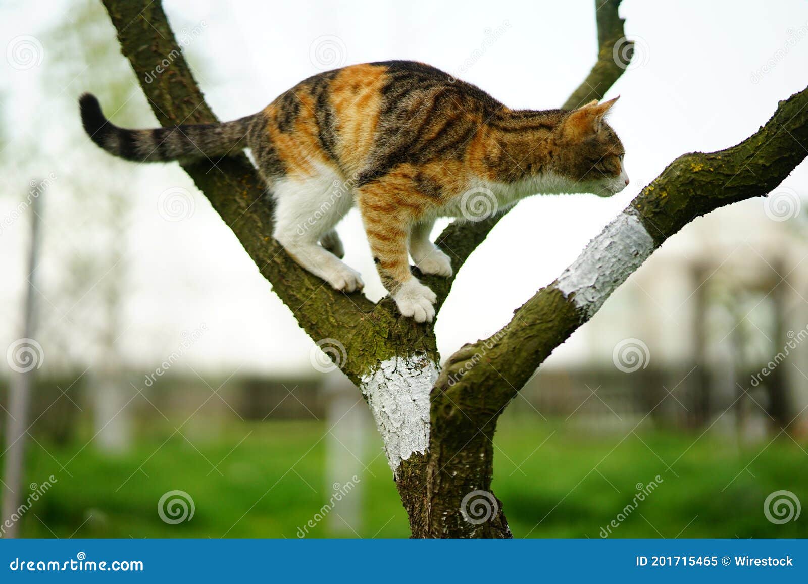 Cute Cat Climbing a Tree in a Park Stock Image - Image of adorable ...