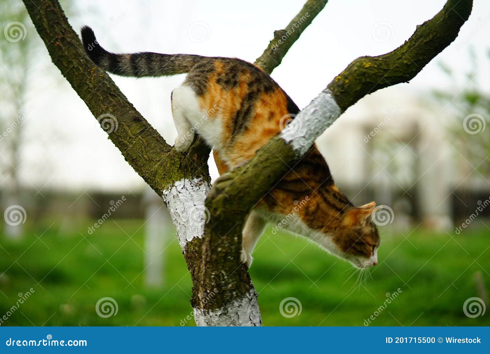 Cute Cat Climbing a Tree in a Park Stock Photo - Image of adorable ...