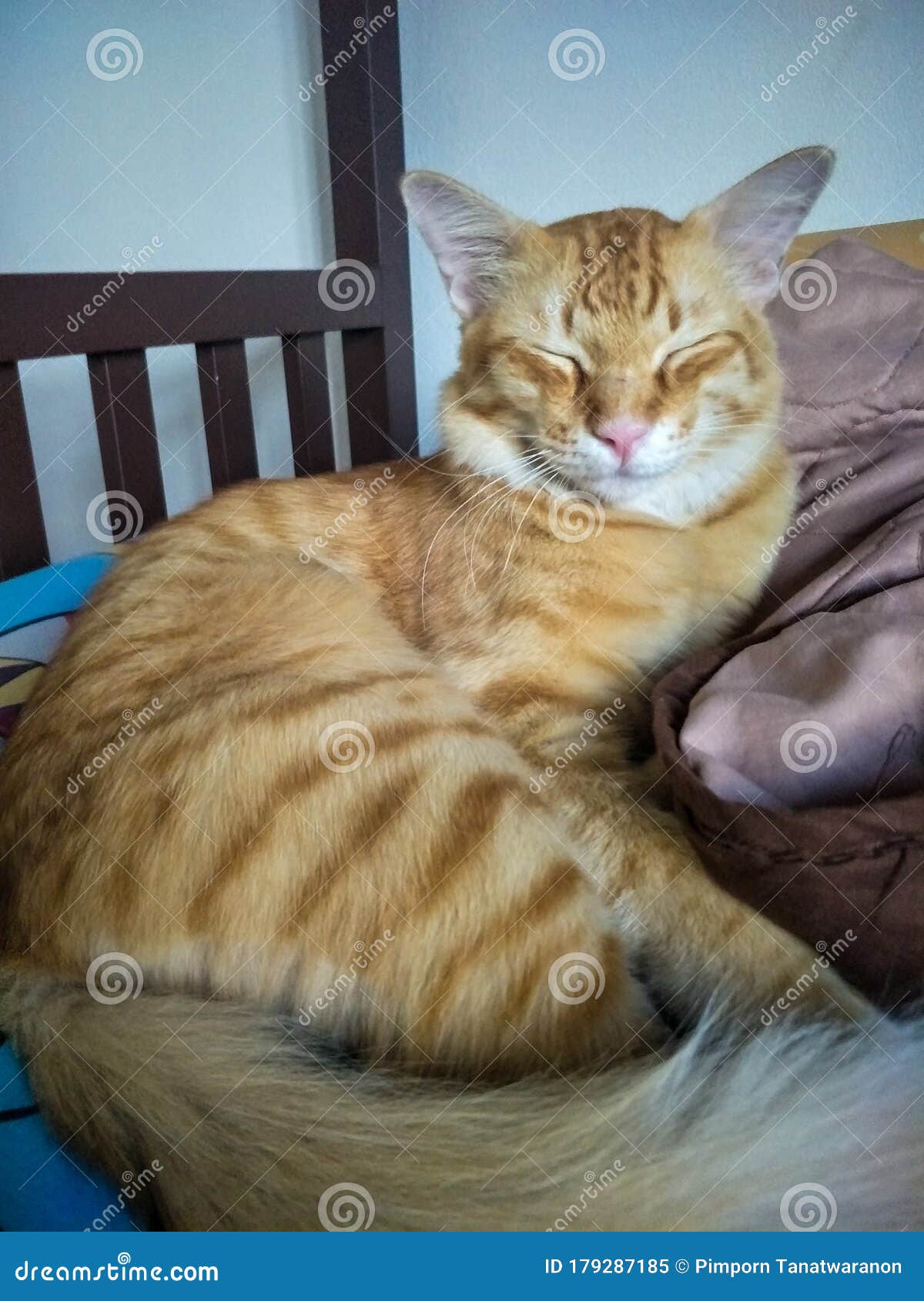 Cute cat close eyes stock image. Image of cute, eyes - 179287185