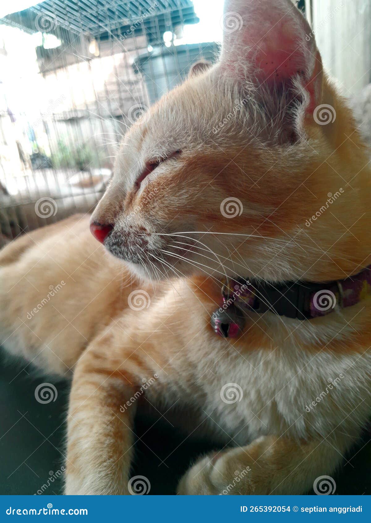 A Cute Cat is Closing Its Eyes Stock Photo - Image of closing, cute ...