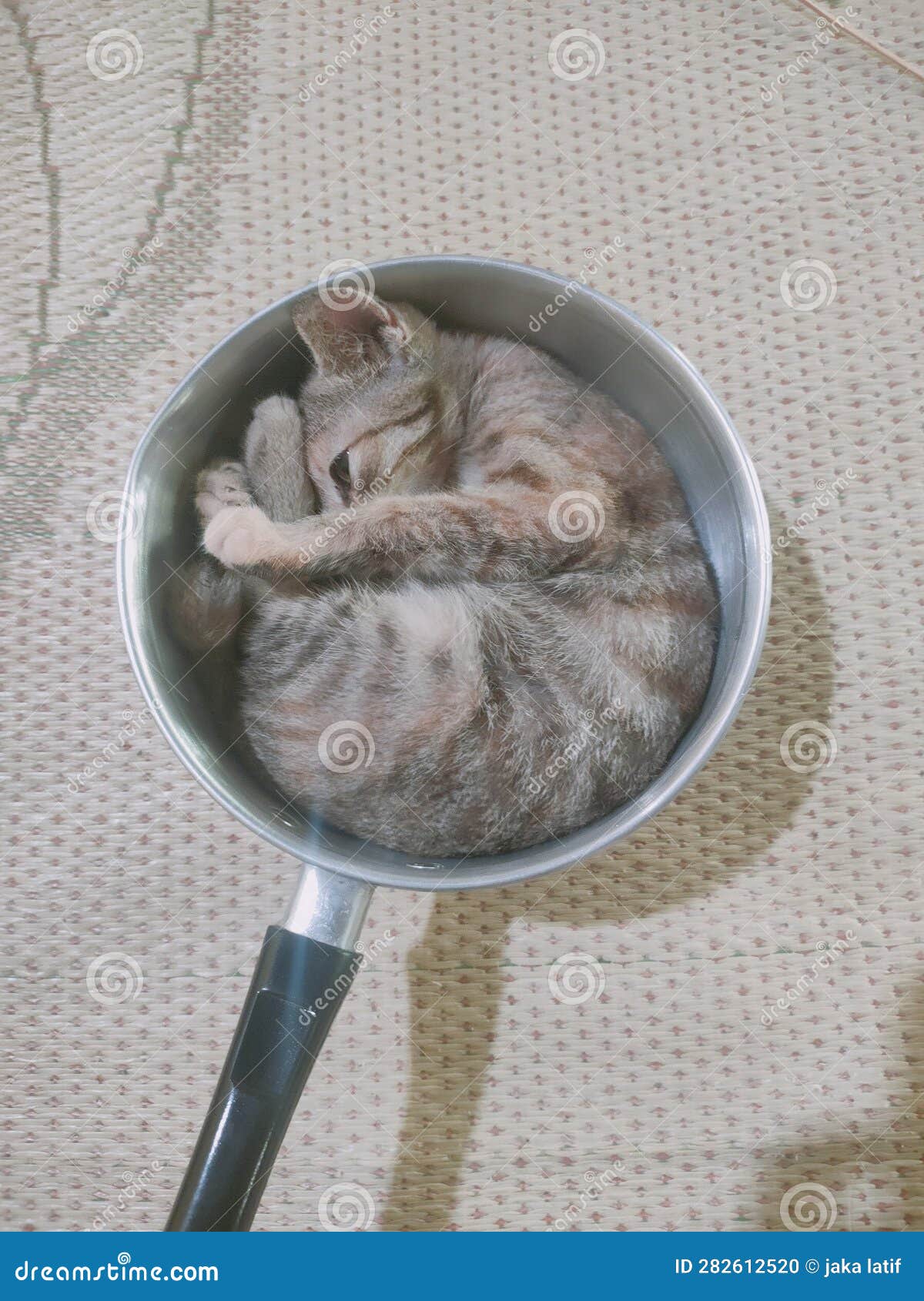 Cute cat coiled stock photo. Image of cute, sweet, coiled - 282612520