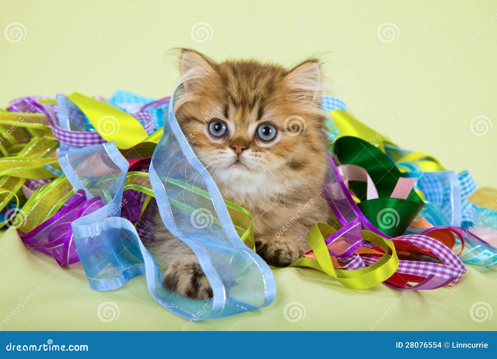 Cute Cat with Colorful Ribbons Stock Photo - Image of covering ...