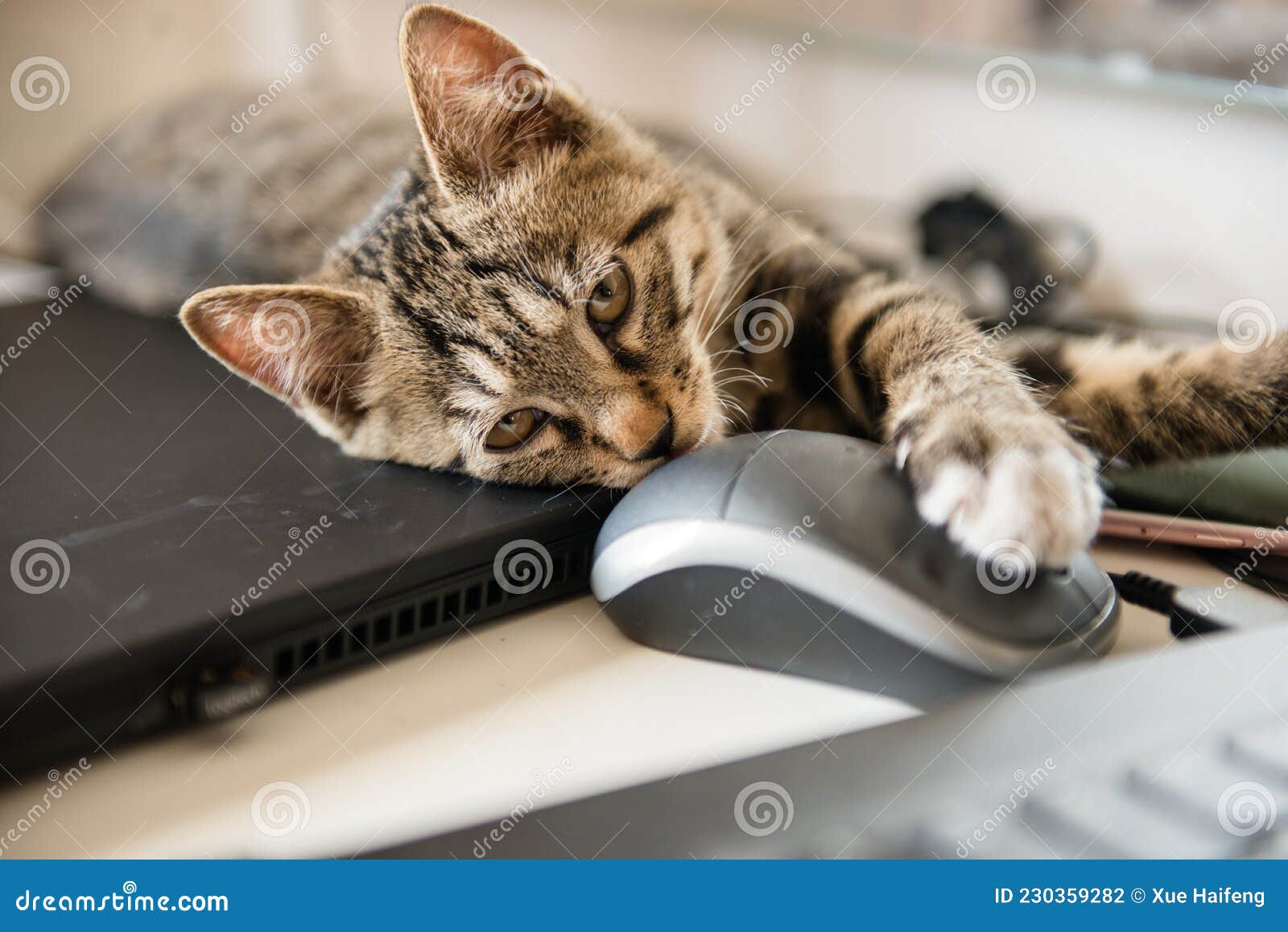 A cute cat and a computer stock photo. Image of dragon - 230359282