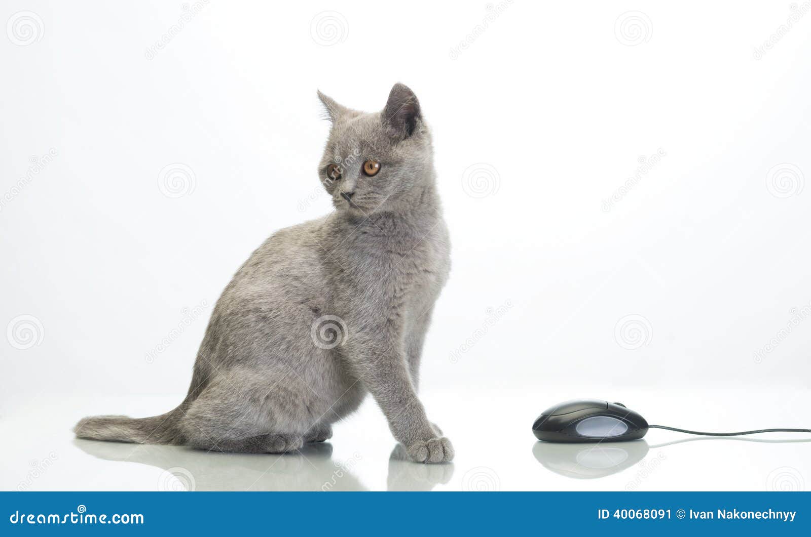 Cute cat stock image. Image of predator, closeup, personal - 40068091