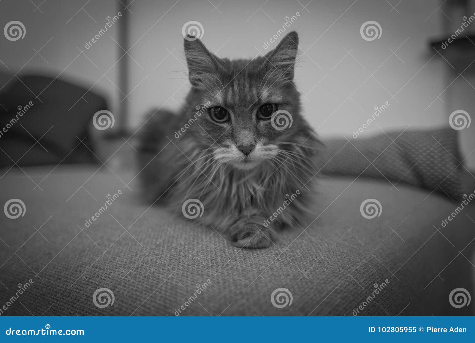 Cute cat on couch stock image. Image of catus, mammal - 102805955