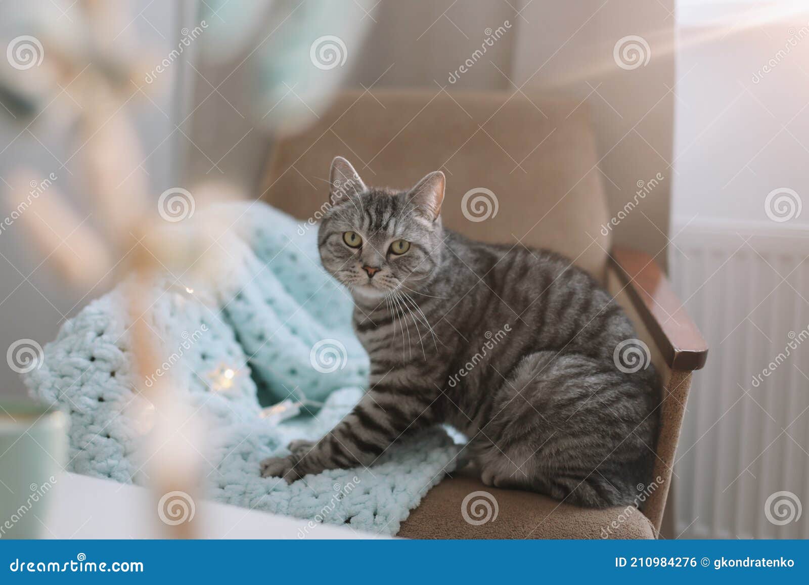Cute Cat in a Cozy Home Interior Stock Photo - Image of home, armchair ...