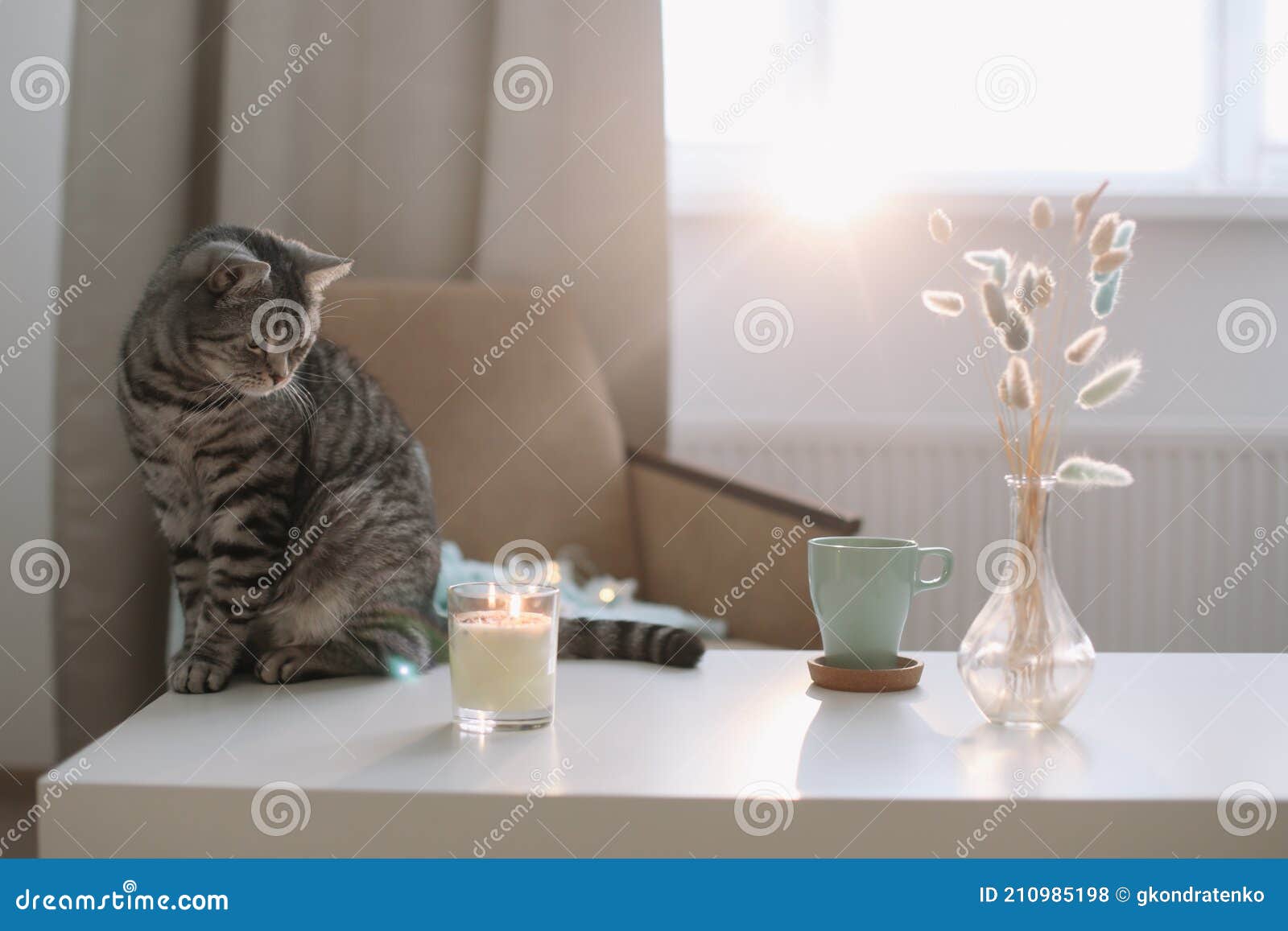 Cute Cat in a Cozy Home Interior Stock Photo - Image of nature, kitty ...
