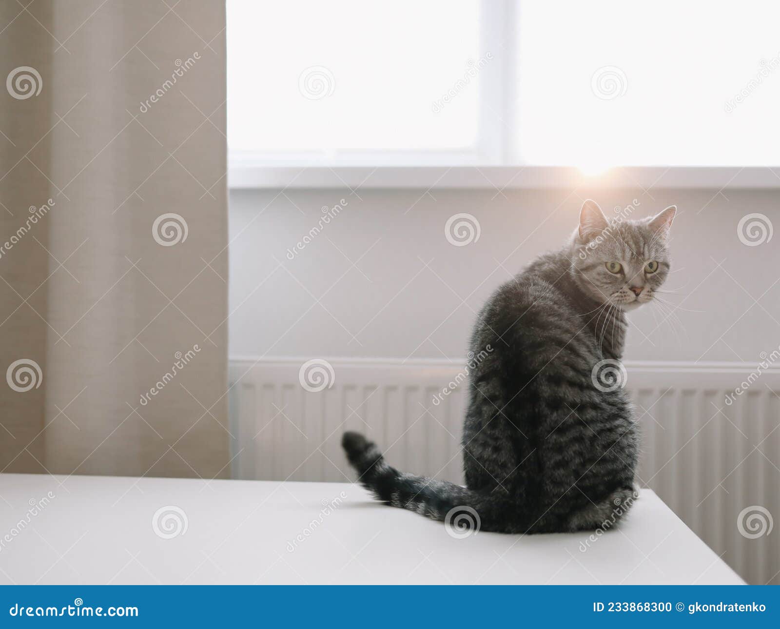 Cute Cat in a Cozy Home Interior Stock Photo - Image of scottish ...
