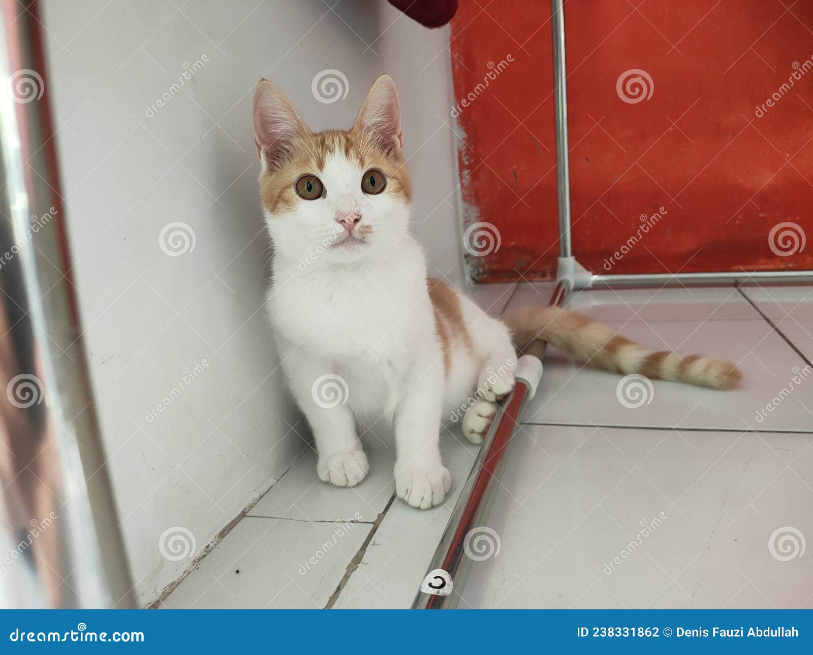 The cute cat stock photo. Image of cute, wildcat, animal - 238331862