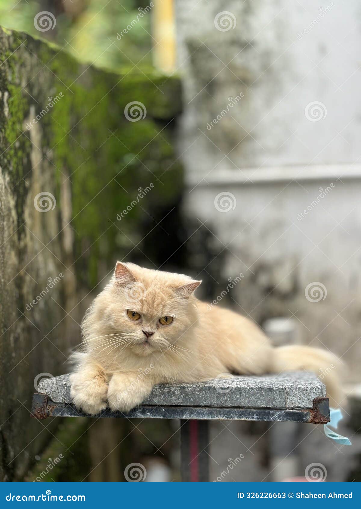 Cute cat with dagger eyes stock image. Image of persian - 326226663
