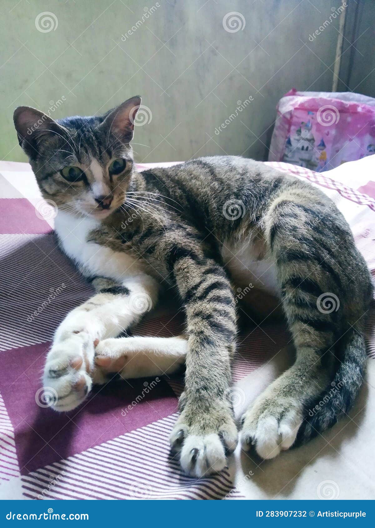 Cute cat stock photo. Image of dear, cute, cats - 283907232