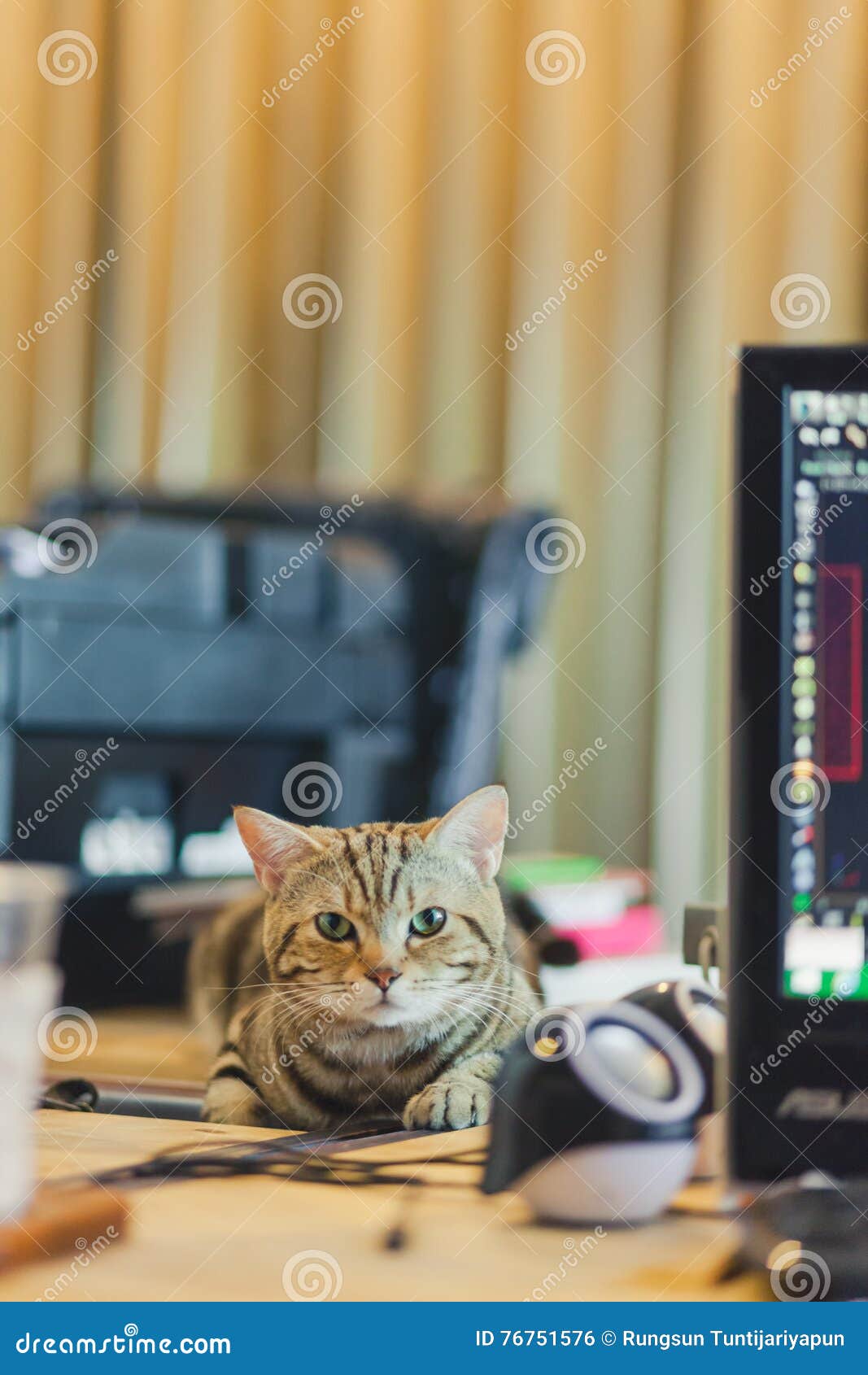 Cute cat stock photo. Image of pretty, animal, hair, desk - 76751576
