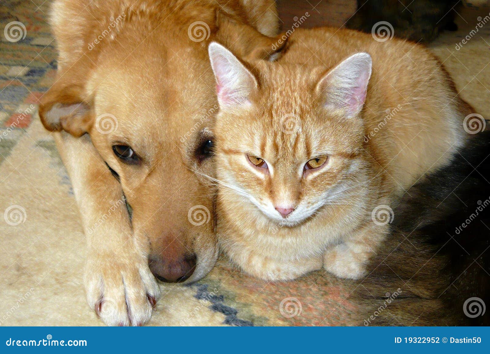 Cute cat and dog stock photo. Image of companions, cute - 19322952