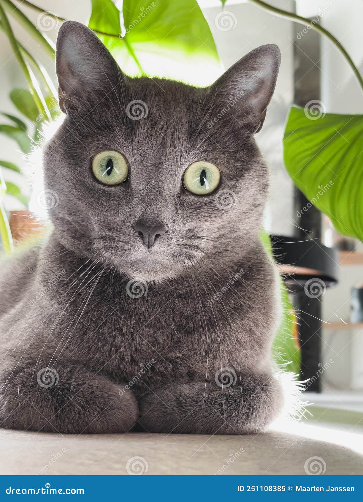 Cute cat stock image. Image of sunlight, whiskers, backlit - 251108385