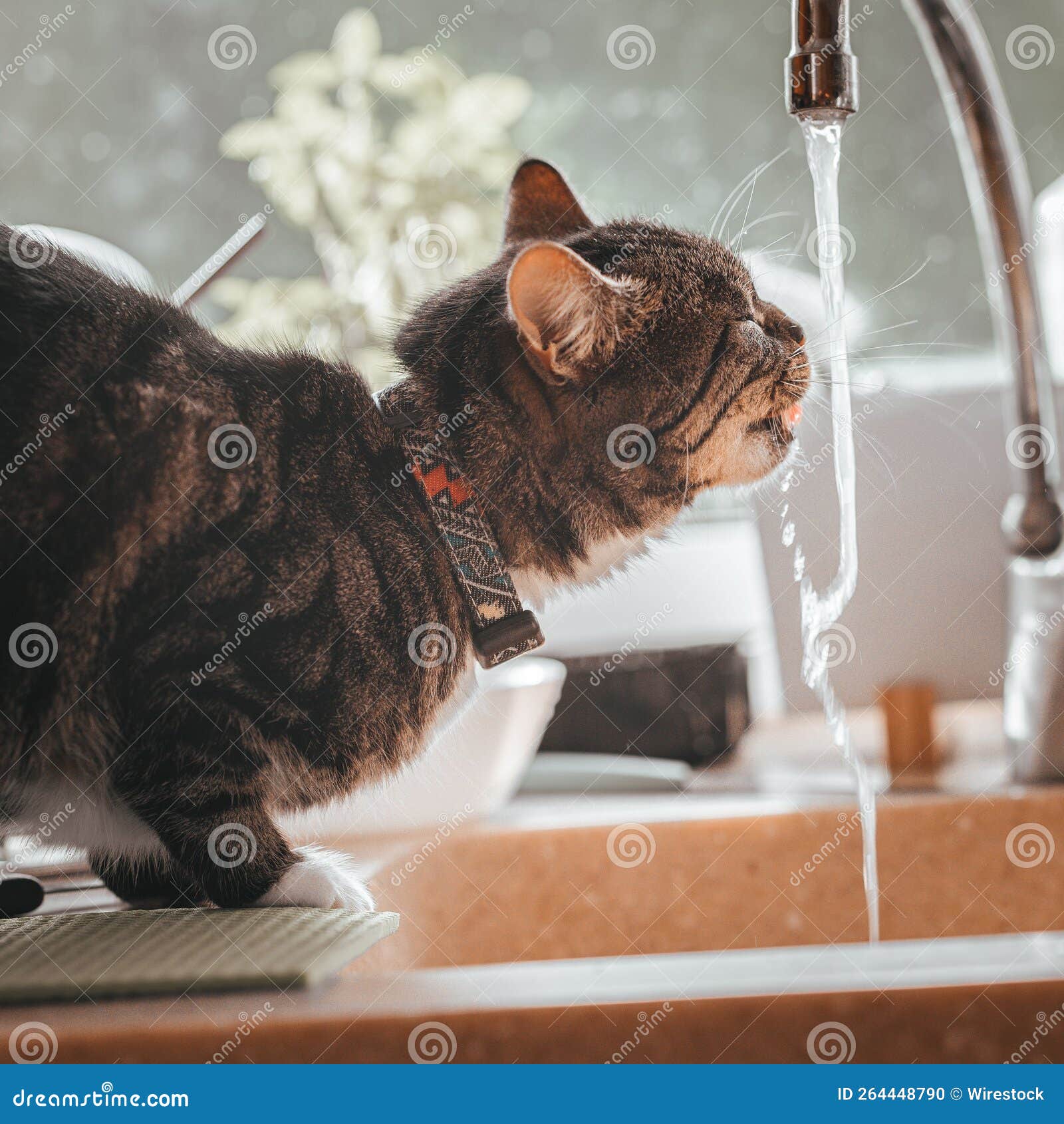 Cute Cat Drinking Water from a Kitchen Tap. Stock Photo - Image of ...