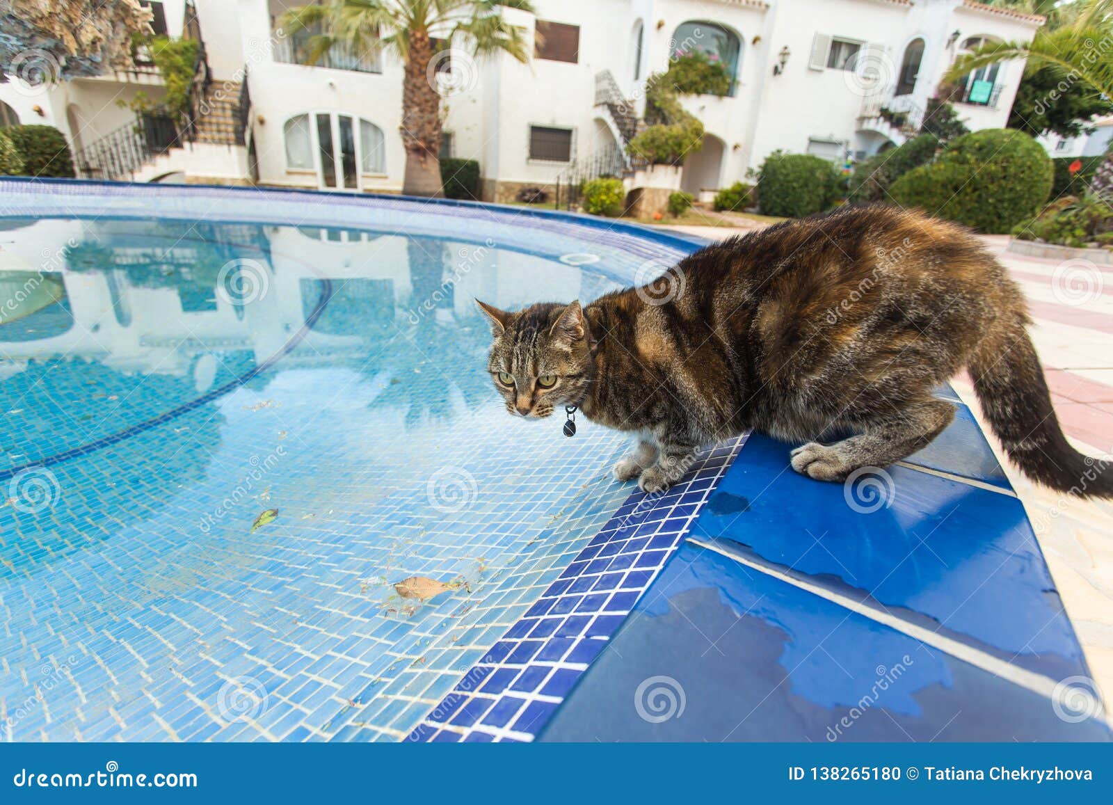 Cute Cat Drinking Water from Swimming Pool Stock Photo - Image of ...