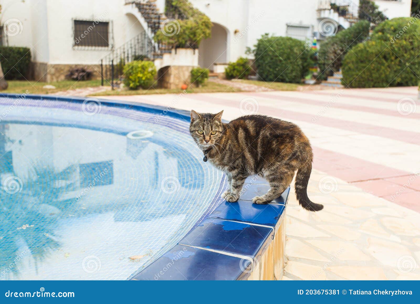 Cute Cat Drinking Water from Swimming Pool Stock Image - Image of pool ...